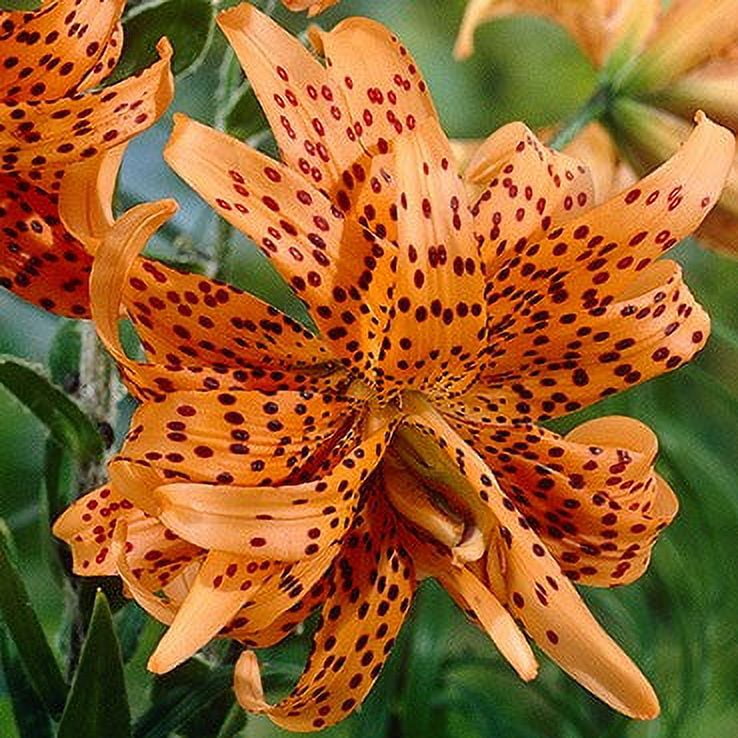 Eden Brothers Lily Bulbs (Fall-Planted) - Double Tiger Lily Non-GMO Bulbs for Planting, 20 Bulbs ...