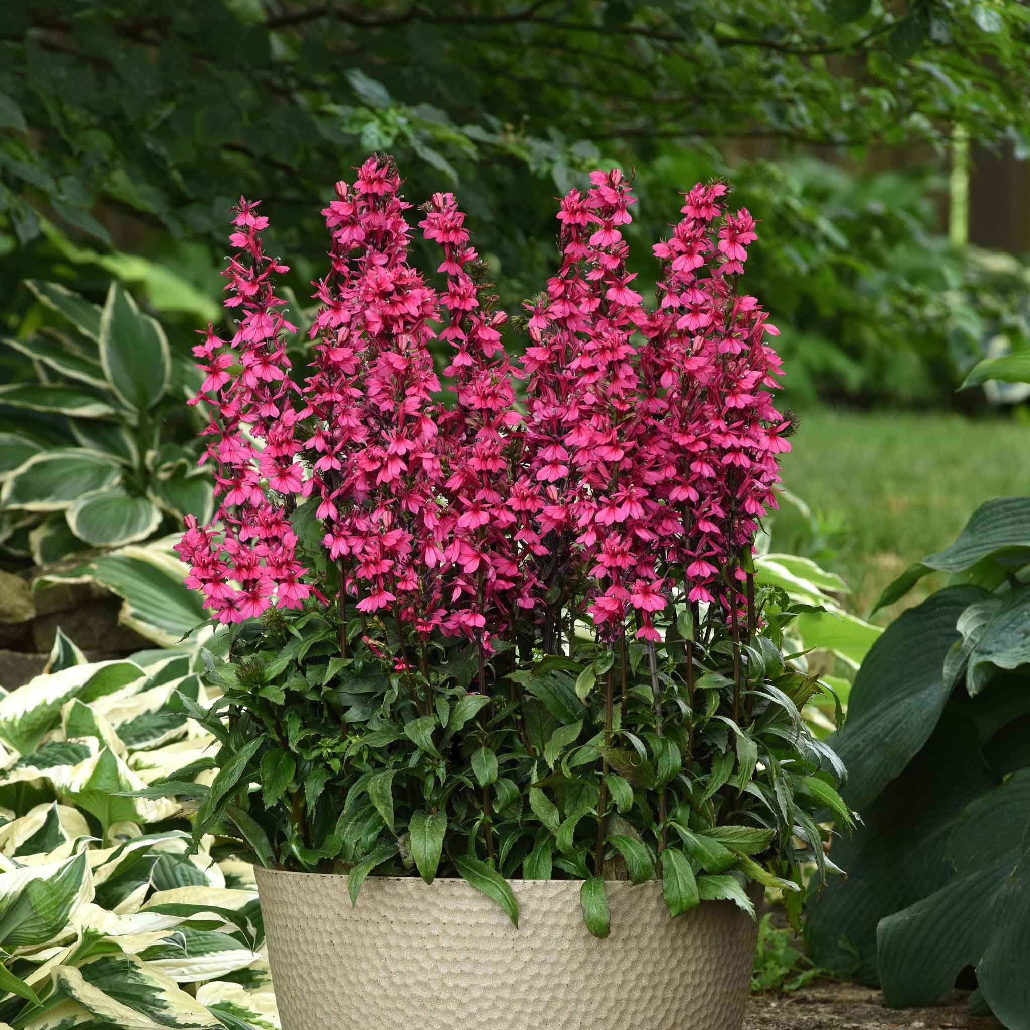Eden Brothers Lobelia Seeds - Starship Rose - Walmart.com