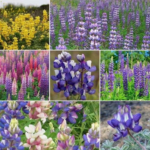 Eden Brothers Lupine Flower Mixed Seeds for Planting, 1/4 lb, 120,000 ...