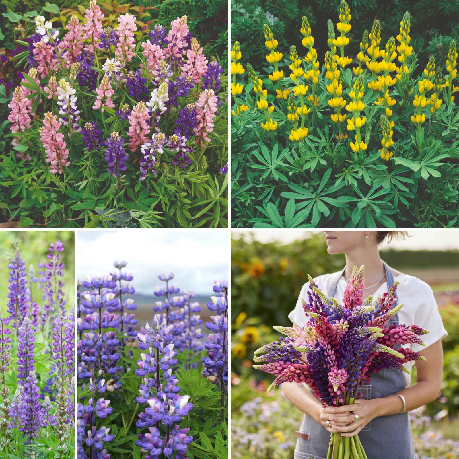 Eden Brothers Lupine Flower Mixed Seeds for Planting, 5 lb, 2,400,000 ...