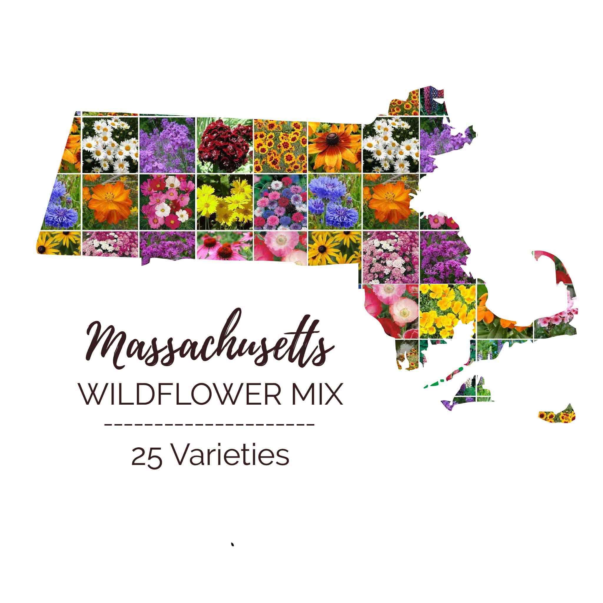 Eden Brothers Massachusetts Wildflower Mixed Seeds for Planting, 1/4 lb ...