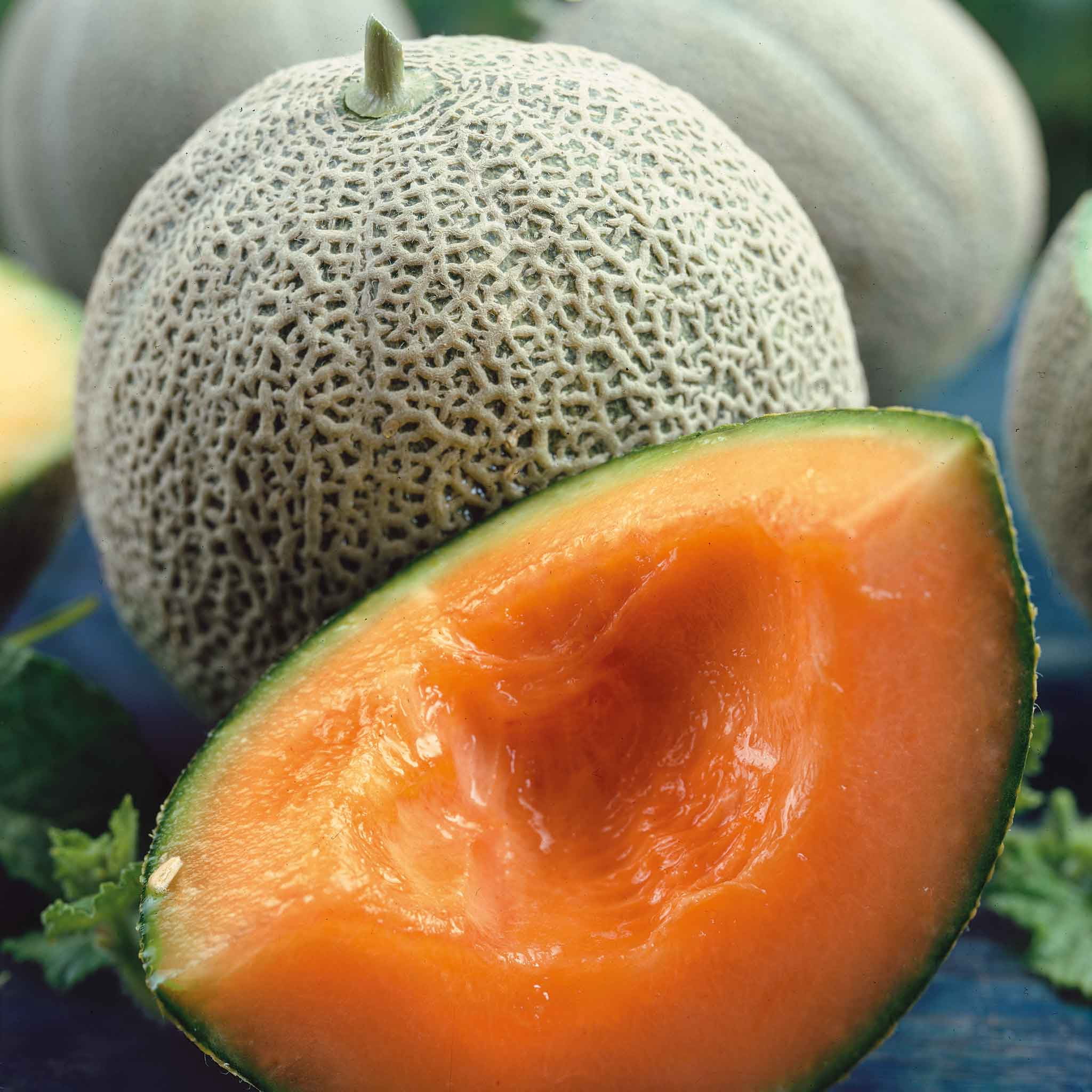 Eden Brothers Melon Seeds - Honey Rock - Walmart.com