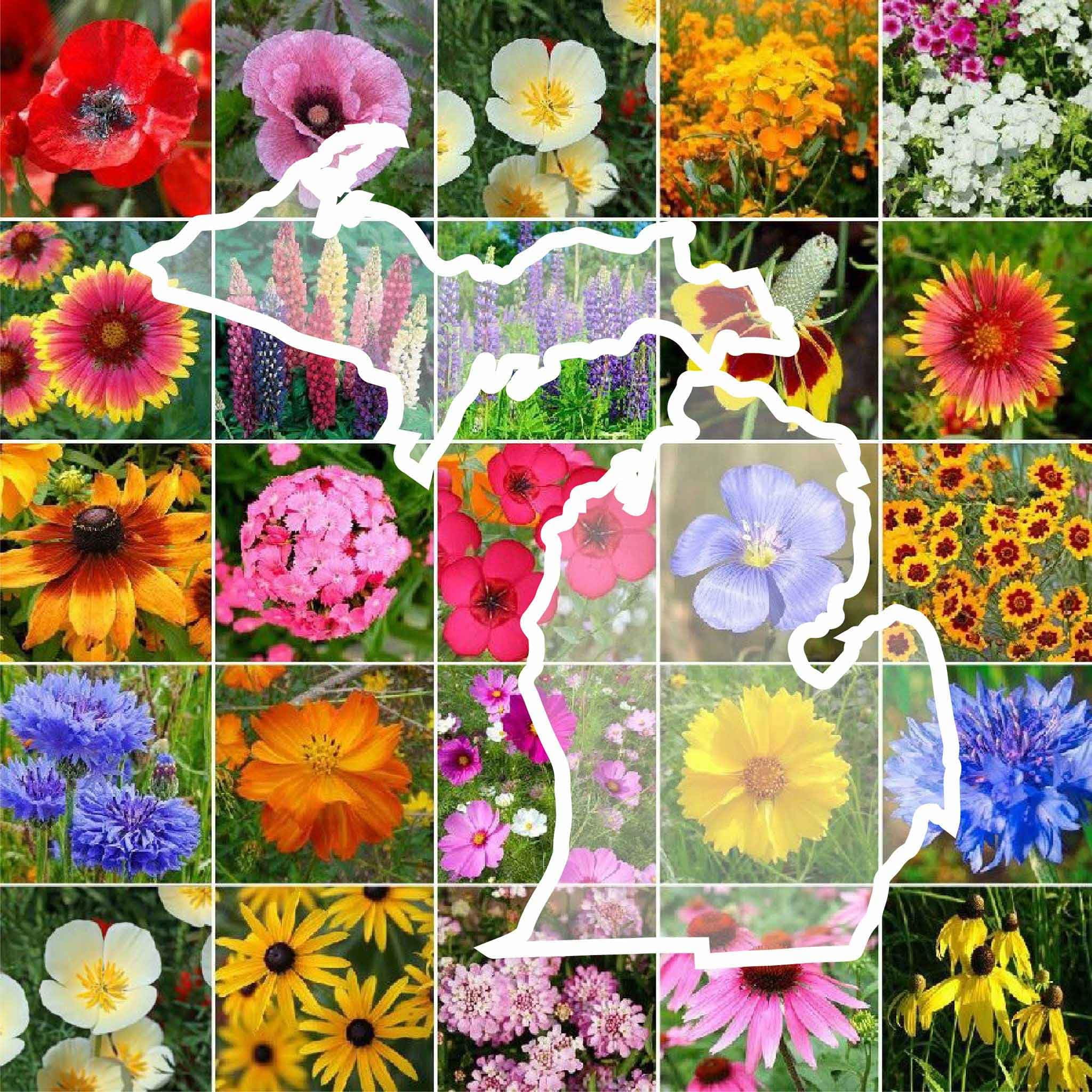 Eden Brothers Michigan Wildflower Mixed Seeds SMRfor Planting, 120,000 ...