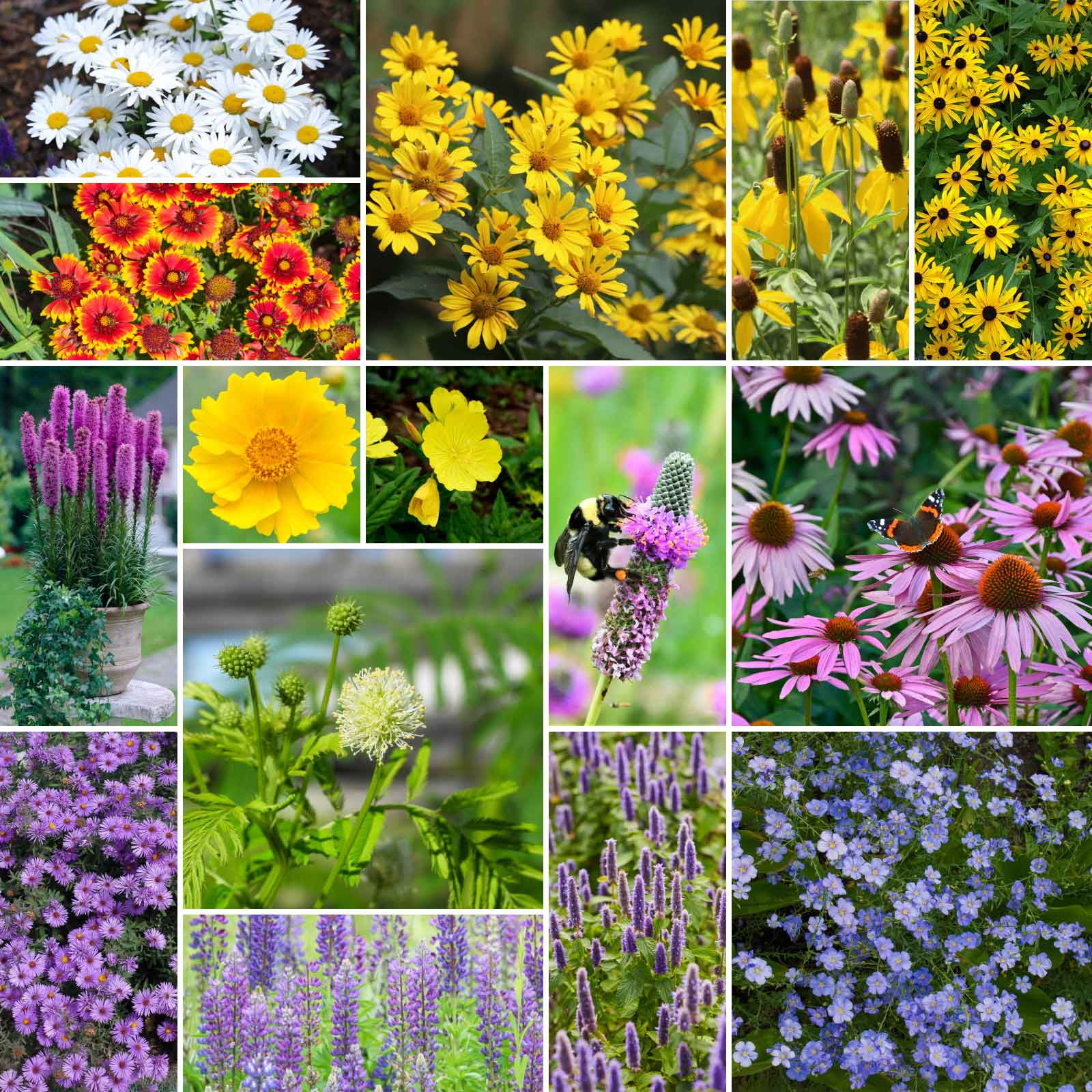 Eden Brothers Midwest All Perennial Wildflower Mixed Seeds for Planting ...
