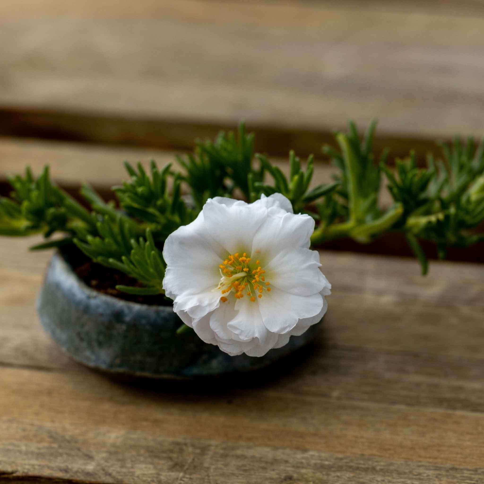 Eden Brothers Moss Rose Seeds - Happy Hour Coconut - Walmart.com