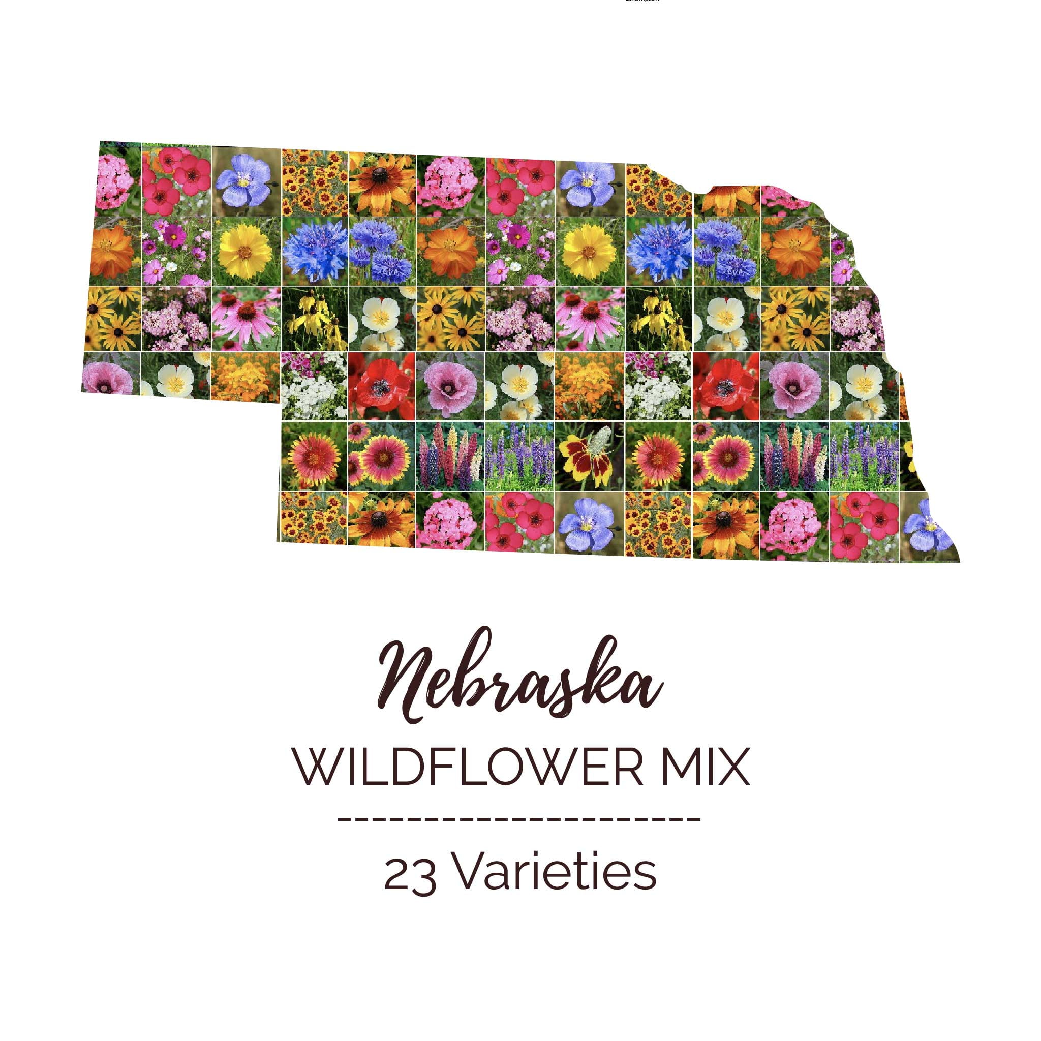 Eden Brothers Nebraska Wildflower Mixed Seeds for Planting, 1 lb ...