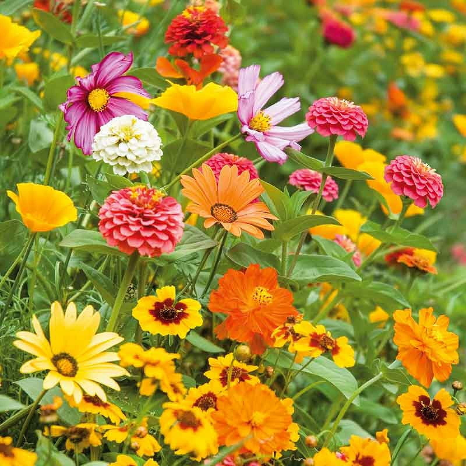 Eden Brothers Orange Sherbet Flower Mixed Seeds for Planting, 5 lb ...