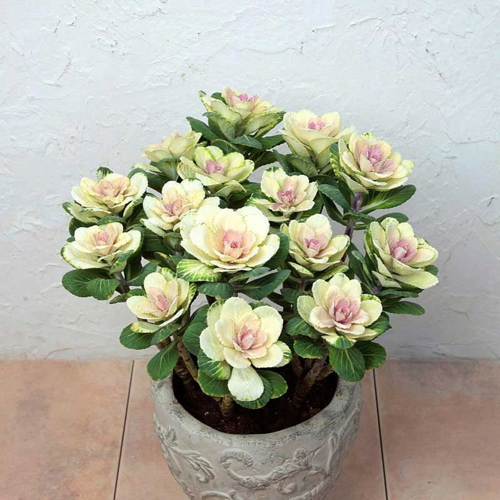 Eden Brothers Ornamental Kale Seeds - Condor Pure White - Walmart.com
