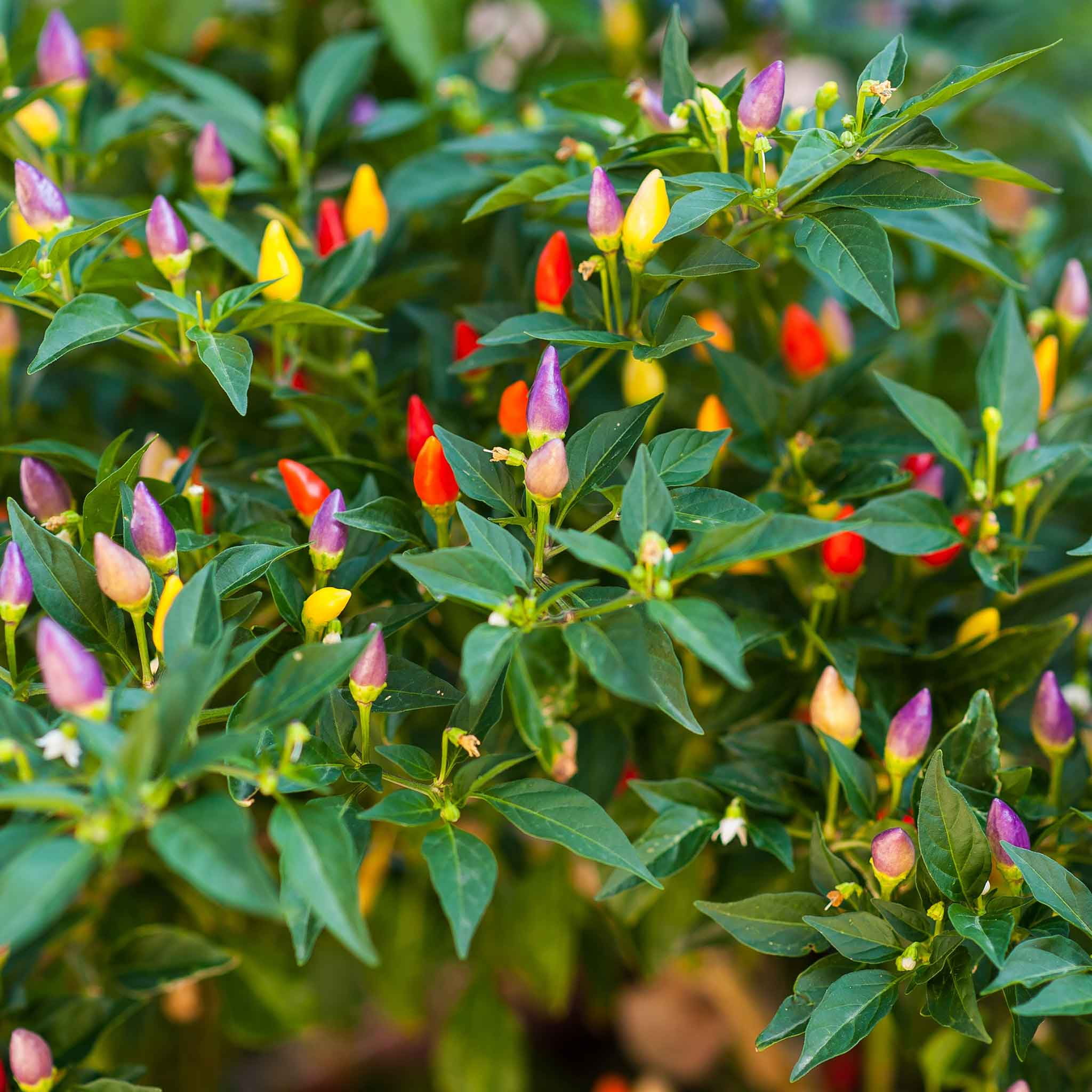 Eden Brothers Ornamental Pepper Seeds - Mix - Walmart.com