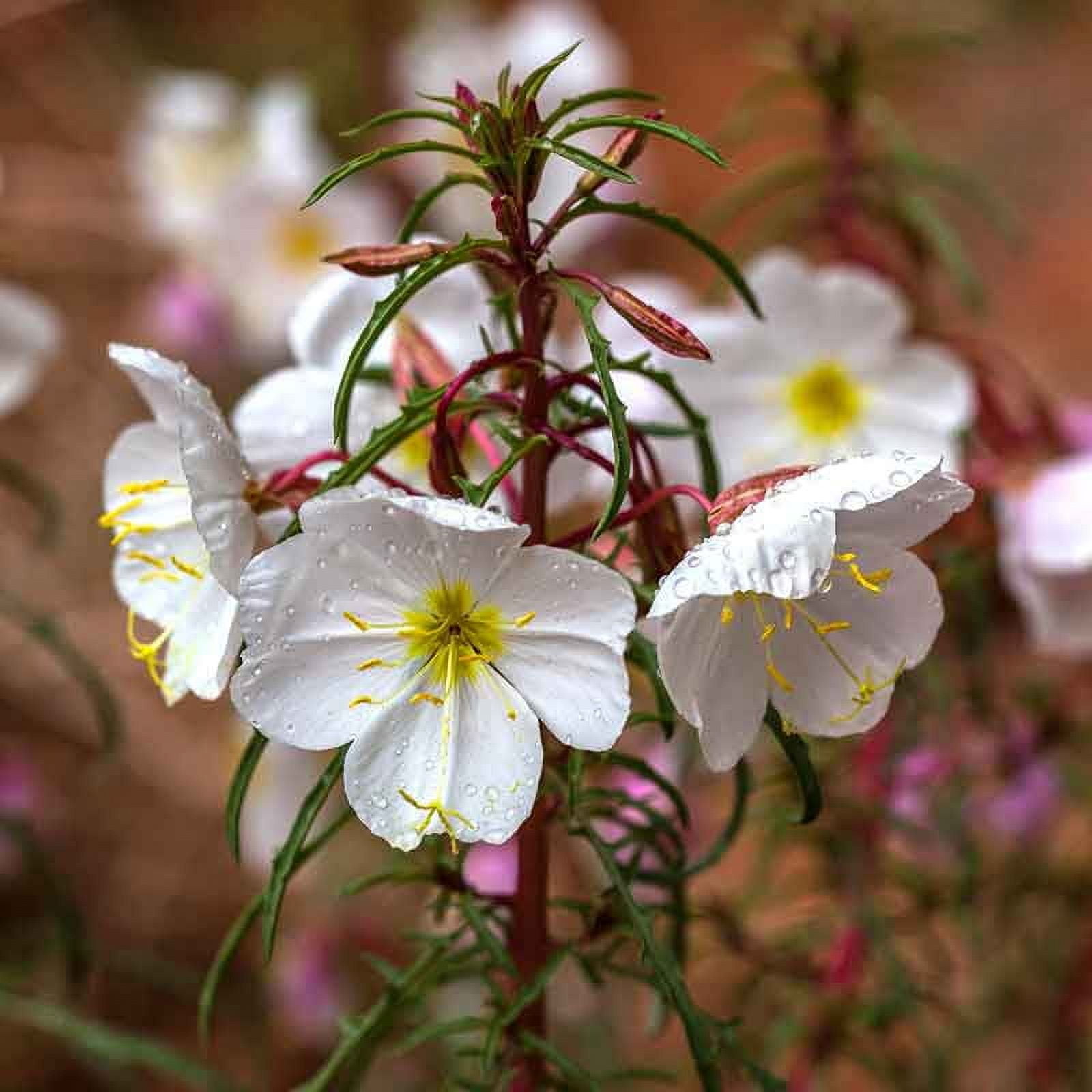 Eden Brothers Pale Evening Primrose Seeds - Walmart.com