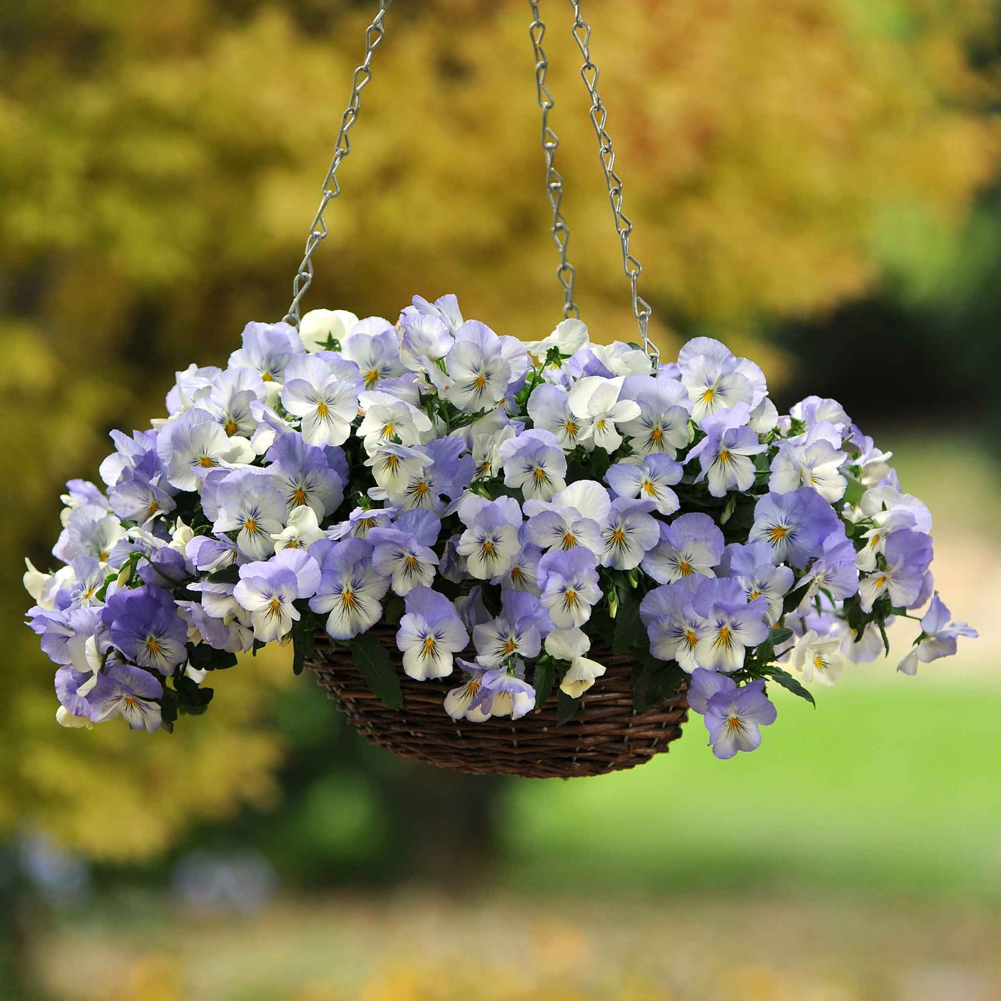 Eden Brothers Pansy Seeds - Cool Wave Frost - Walmart.com