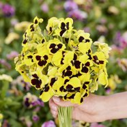 Eden Brothers Pansy Seeds - Rococo Mix - Walmart.com