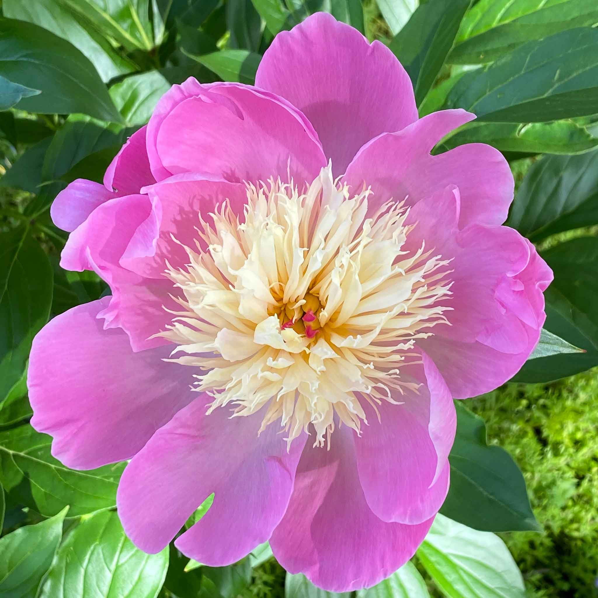 Eden Brothers Peony Roots - Bowl of Beauty - Walmart.com