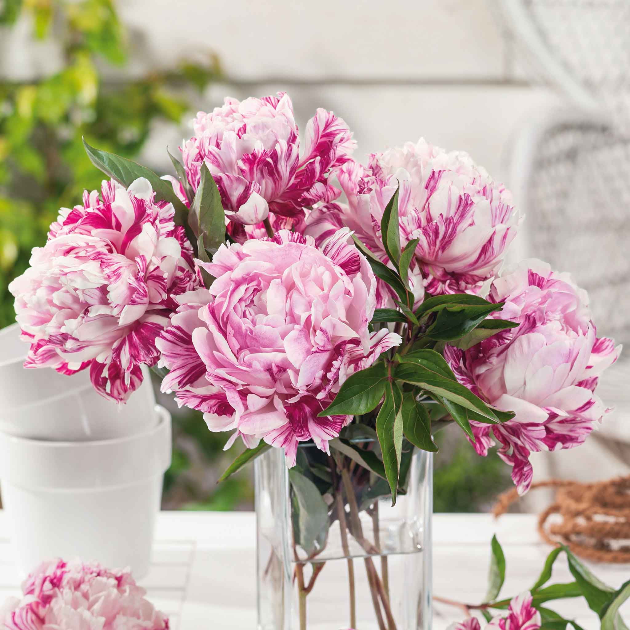 Eden Brothers Peony Roots - Candy Stripe - Walmart.com