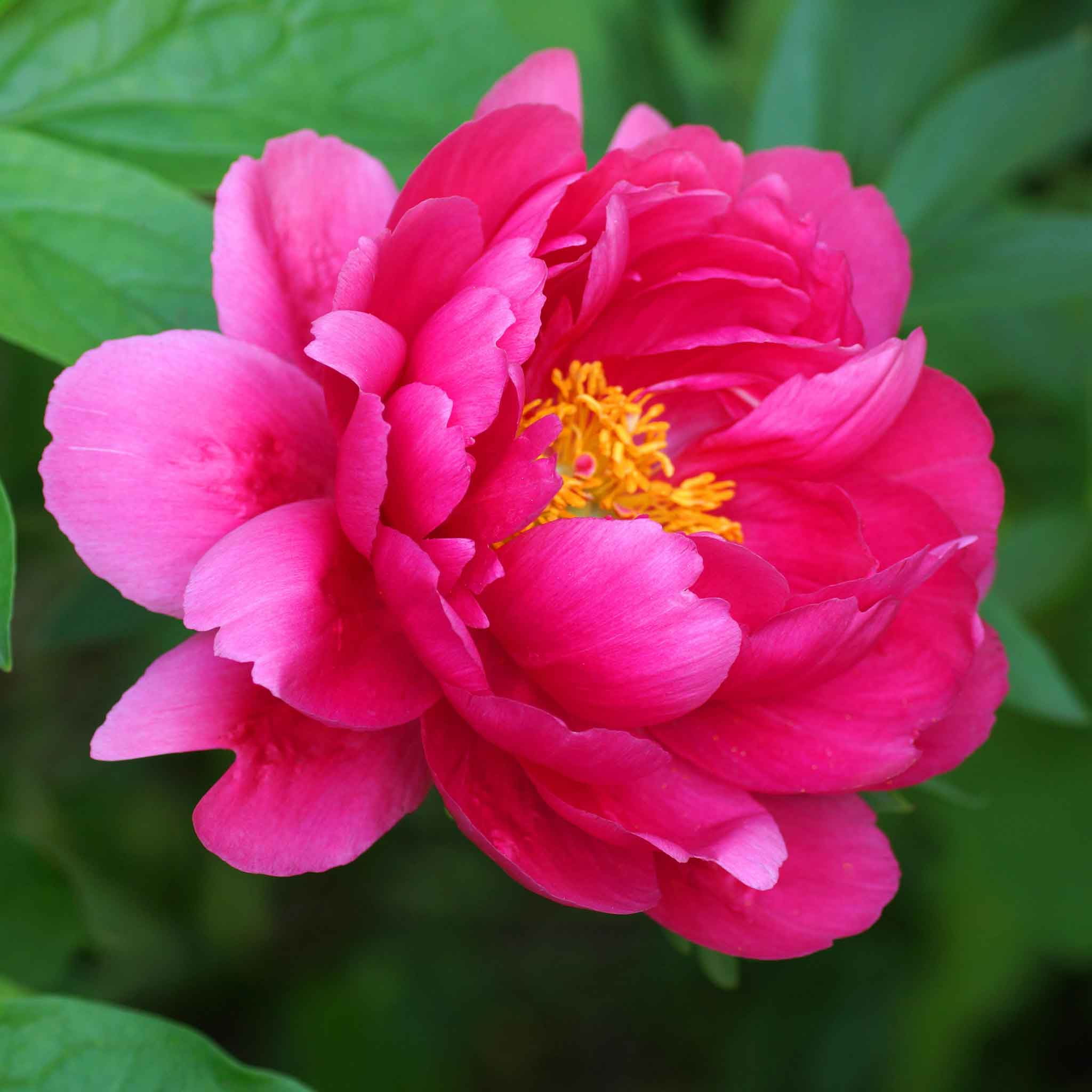 Eden Brothers Peony Roots - Raspberry Charm - Walmart.com
