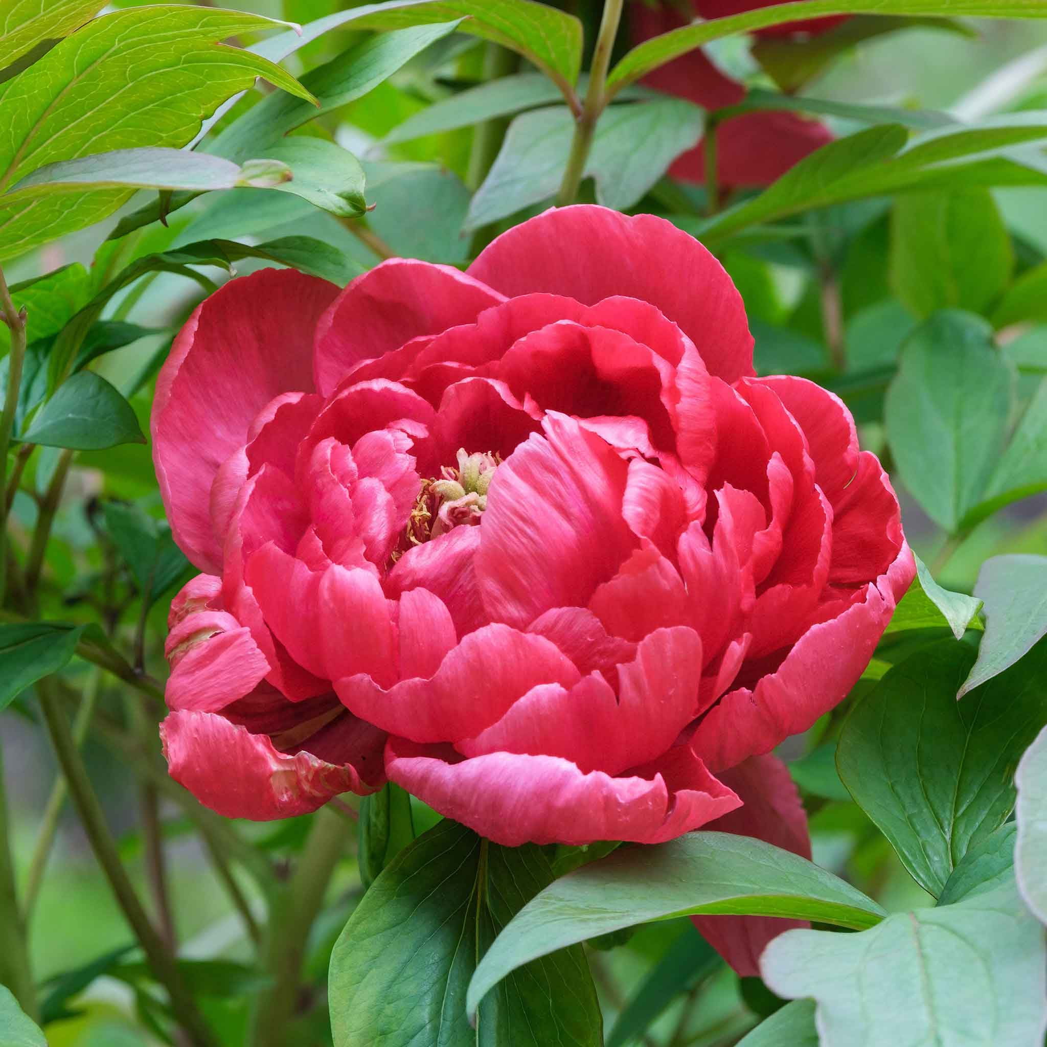 Eden Brothers Peony Roots - Red Sarah Bernhardt - Walmart.com