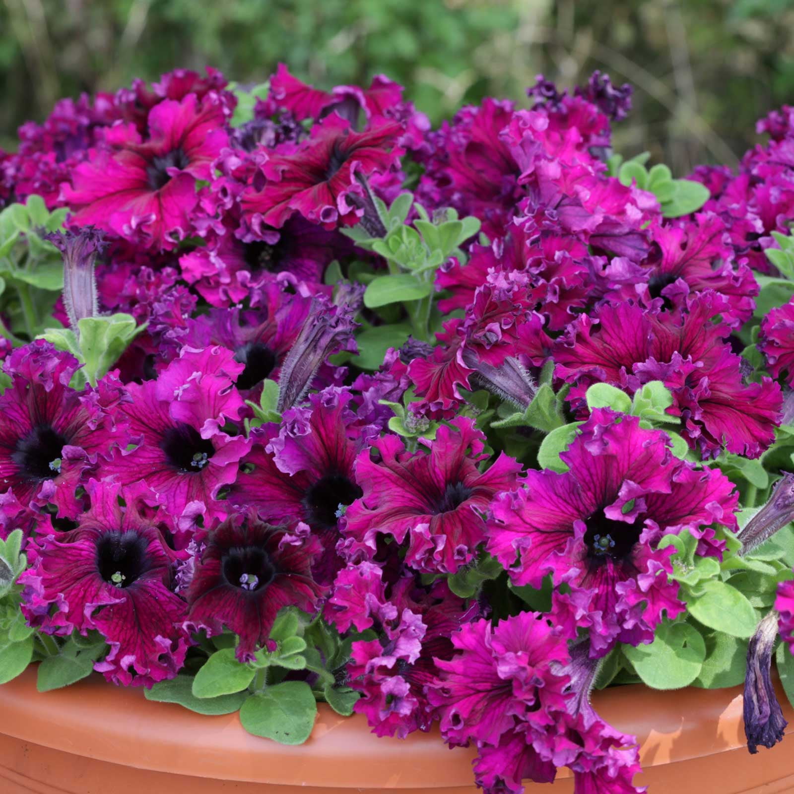Eden Brothers Petunia Seeds - Espresso Frappe Ruby - Walmart.com