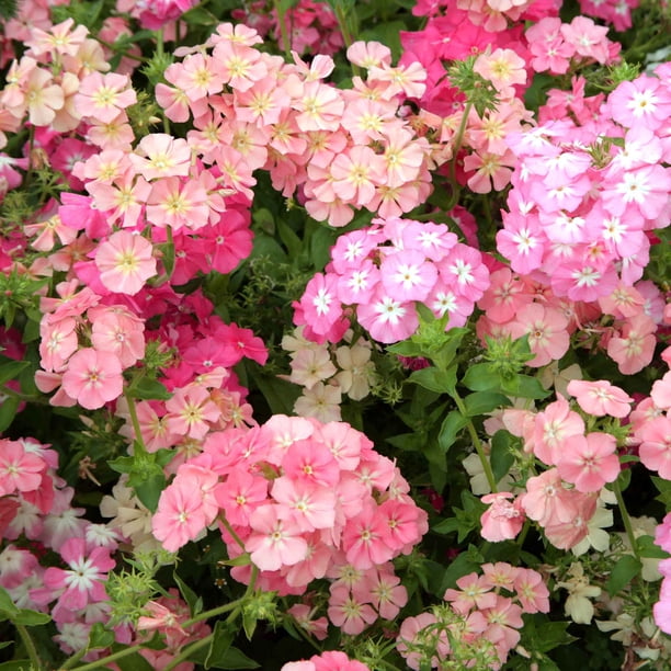 Eden Brothers Phlox Roots - Pastel Mix - Walmart Business Supplies
