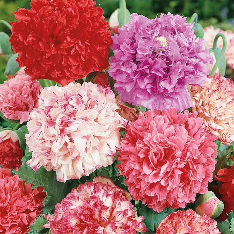 Eden Brothers Poppy Peony Seeds - Double Mixed - Walmart.com