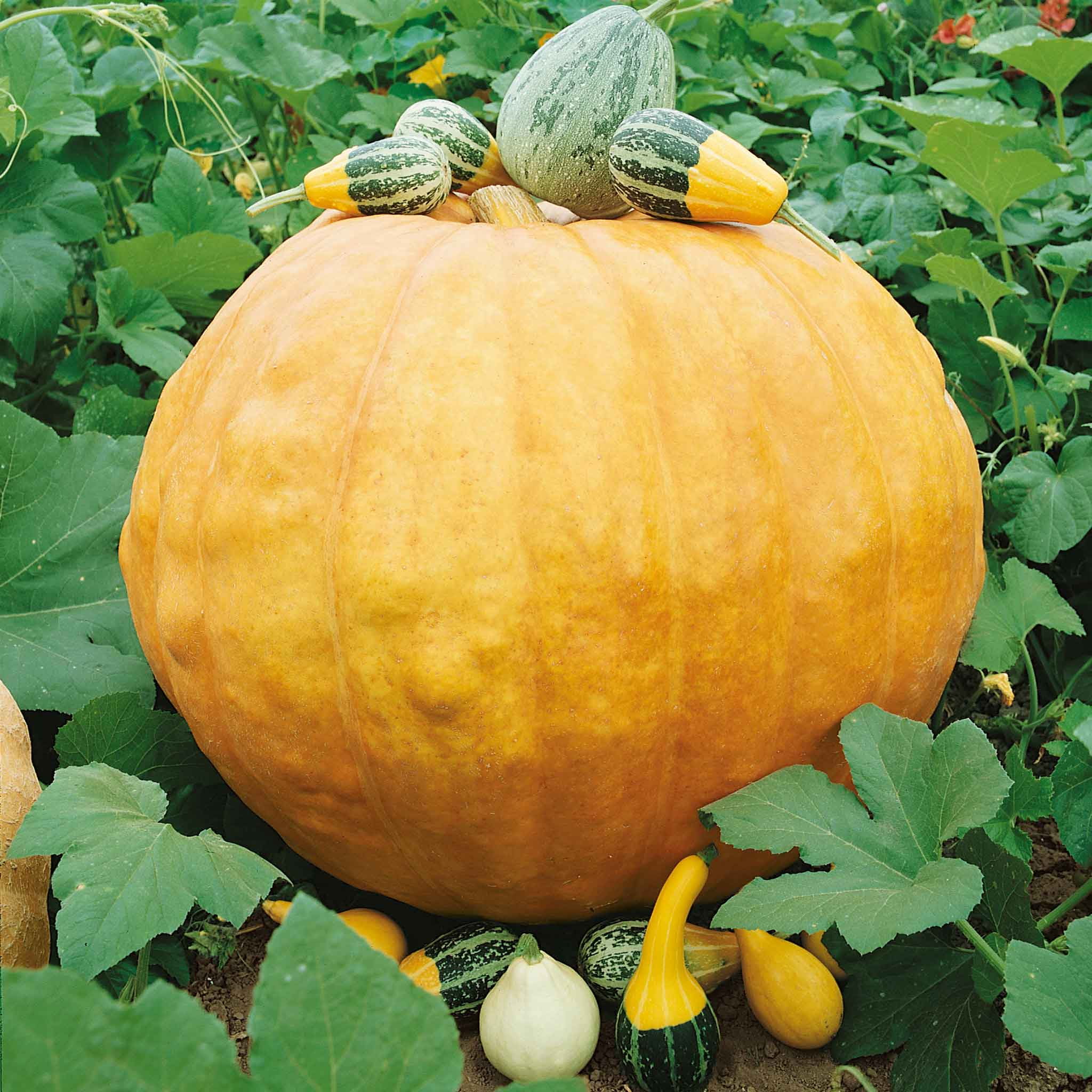 Eden Brothers Pumpkin Seeds - Big Max Non-GMO Seeds for Planting, 5 ...