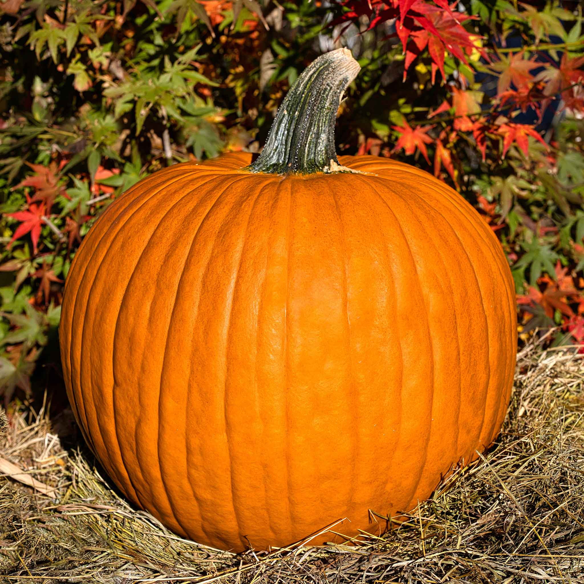 Eden Brothers Pumpkin Seeds - Connecticut Field Non-GMO Seeds for ...
