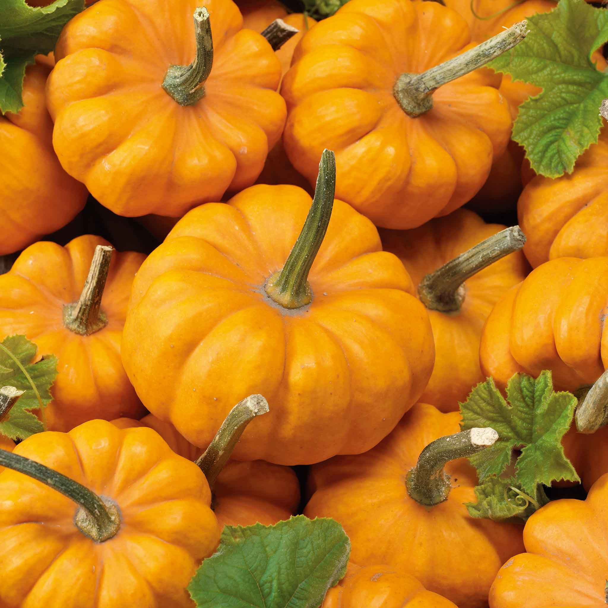 Eden Brothers Pumpkin Seeds - Jack Be Little Non-GMO Seeds for Planting ...