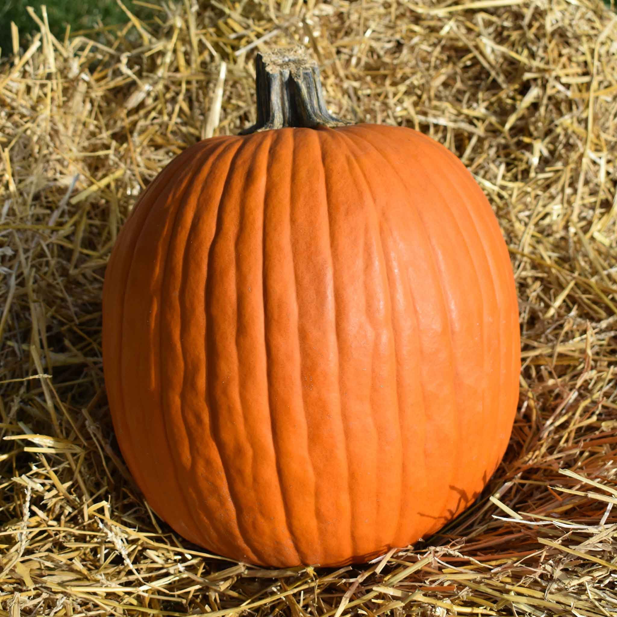Eden Brothers Pumpkin Seeds - Jack OLantern Non-GMO Seeds for Planting ...