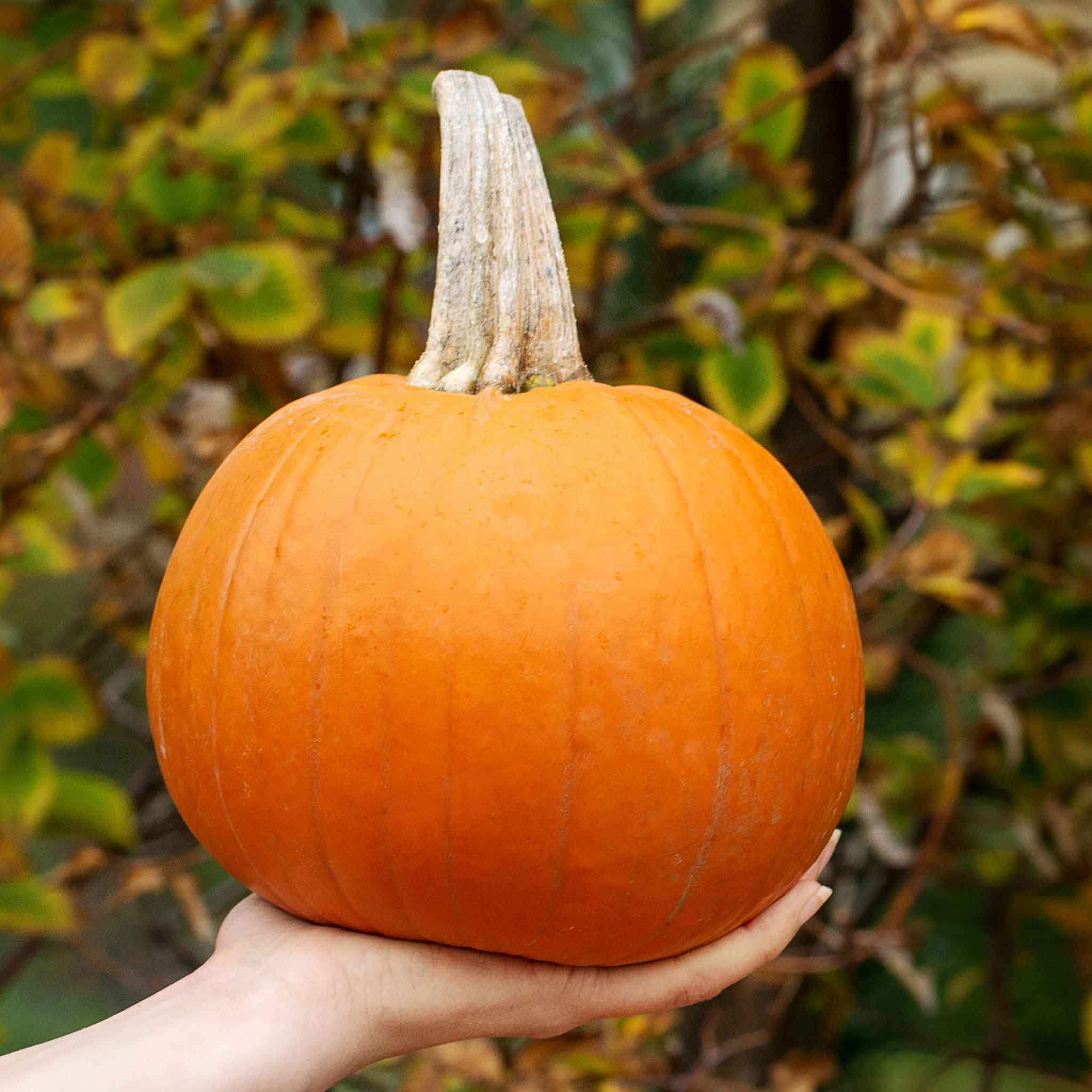 Eden Brothers Pumpkin Seeds - Small Sugar Non-GMO Seeds for Planting, 1 ...