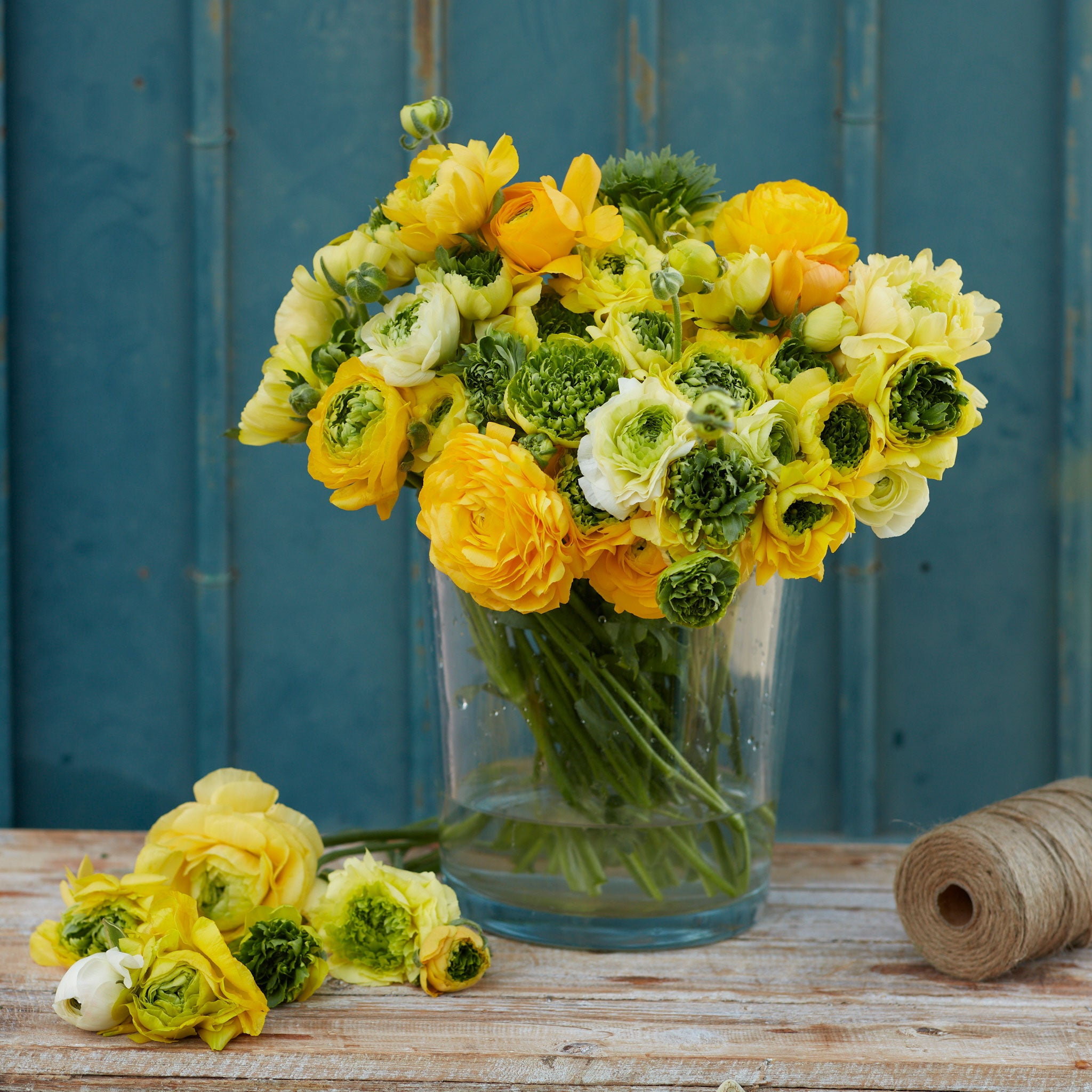 Eden Brothers Ranunculus Bulbs - Super Green Yellow - Walmart Business ...