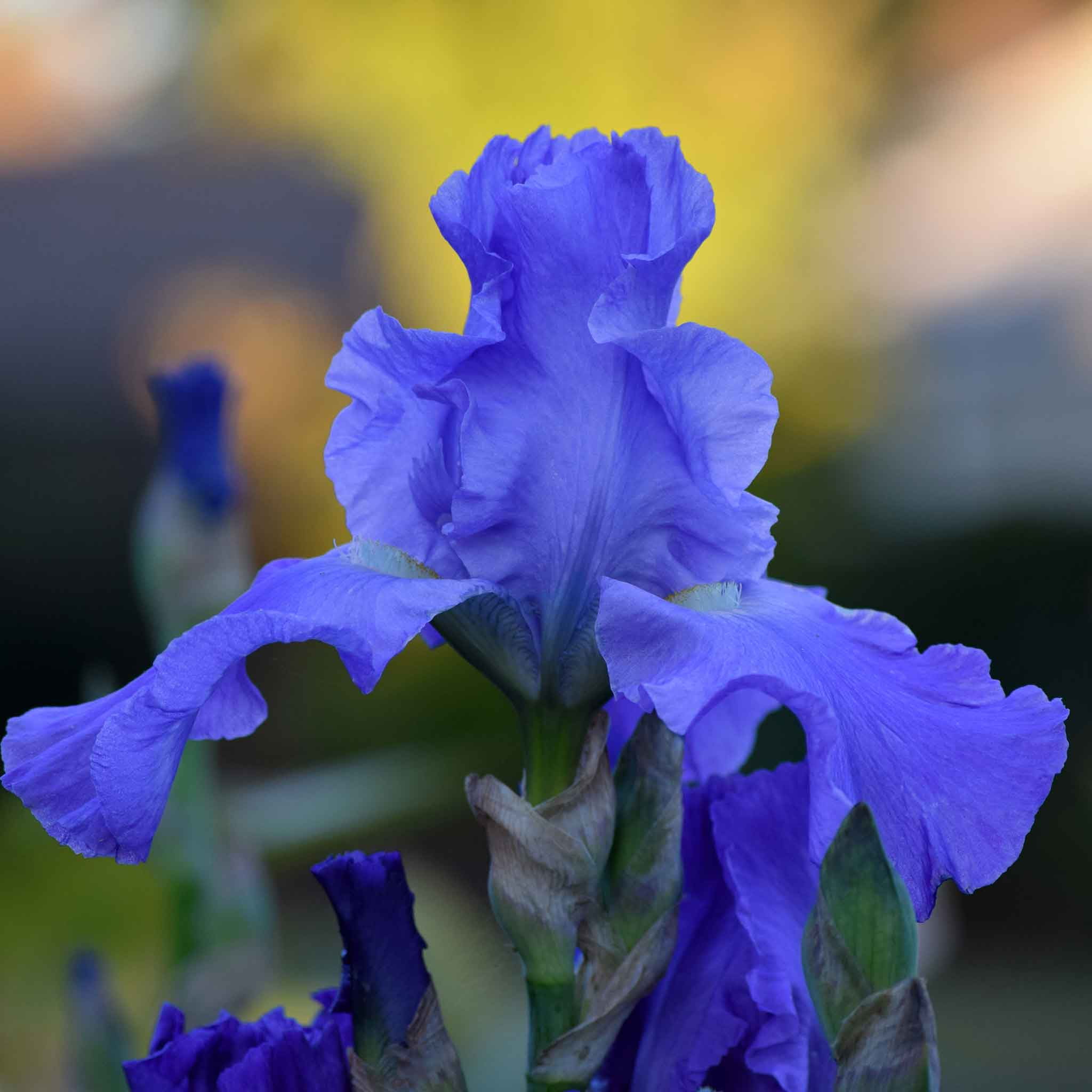 Eden Brothers Re-Blooming Bearded Iris Bulbs - Sugar Blues - Walmart.com