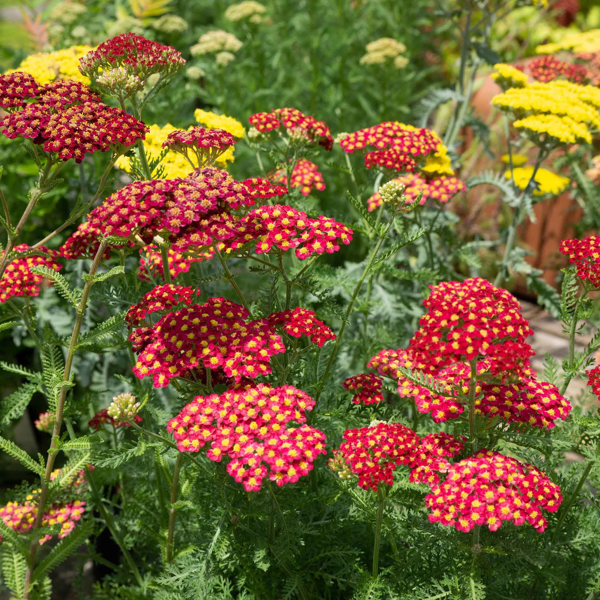 Eden Brothers Red Yarrow Seeds - Walmart.com