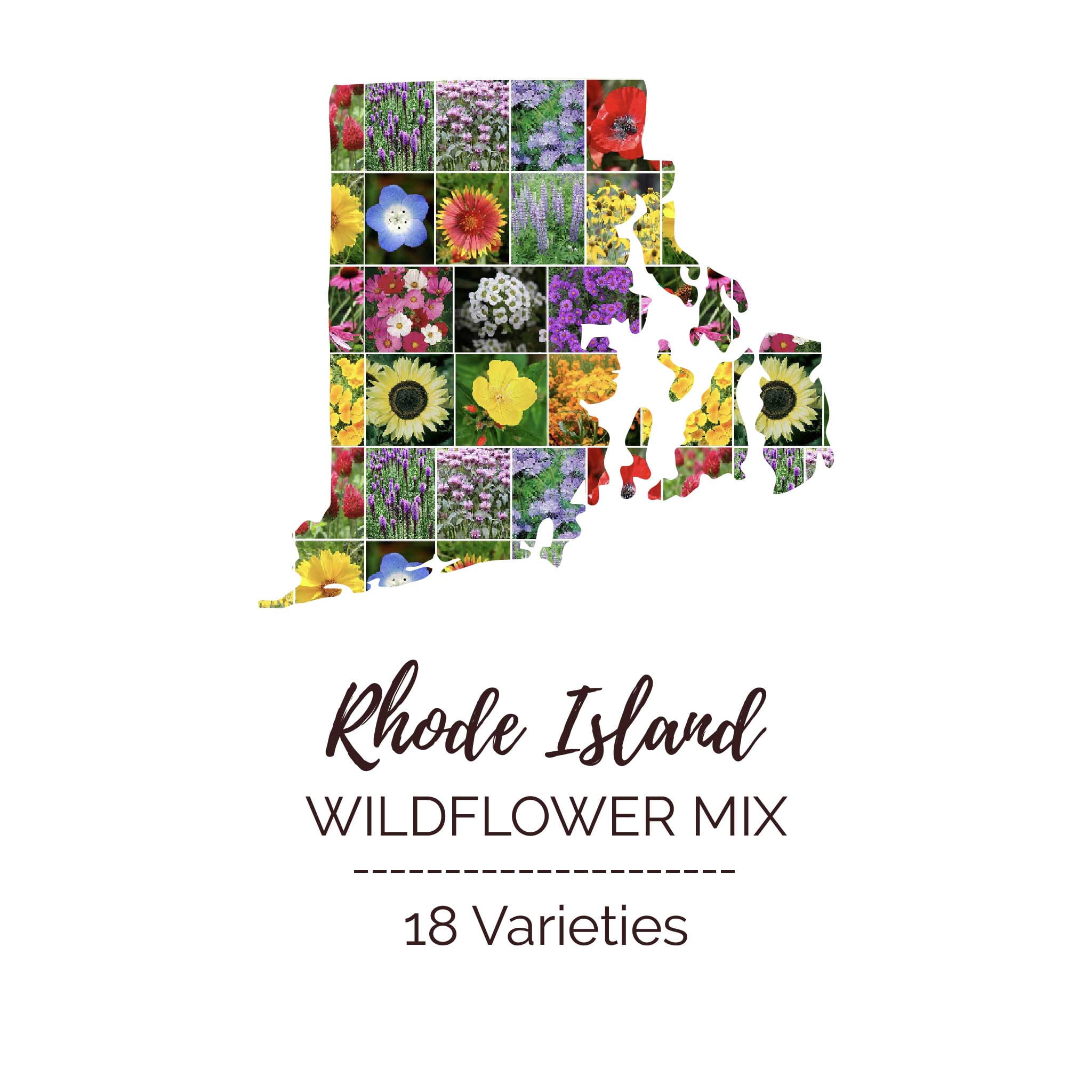 Eden Brothers Rhode Island Wildflower Mixed Seeds for Planting, 1 lb ...