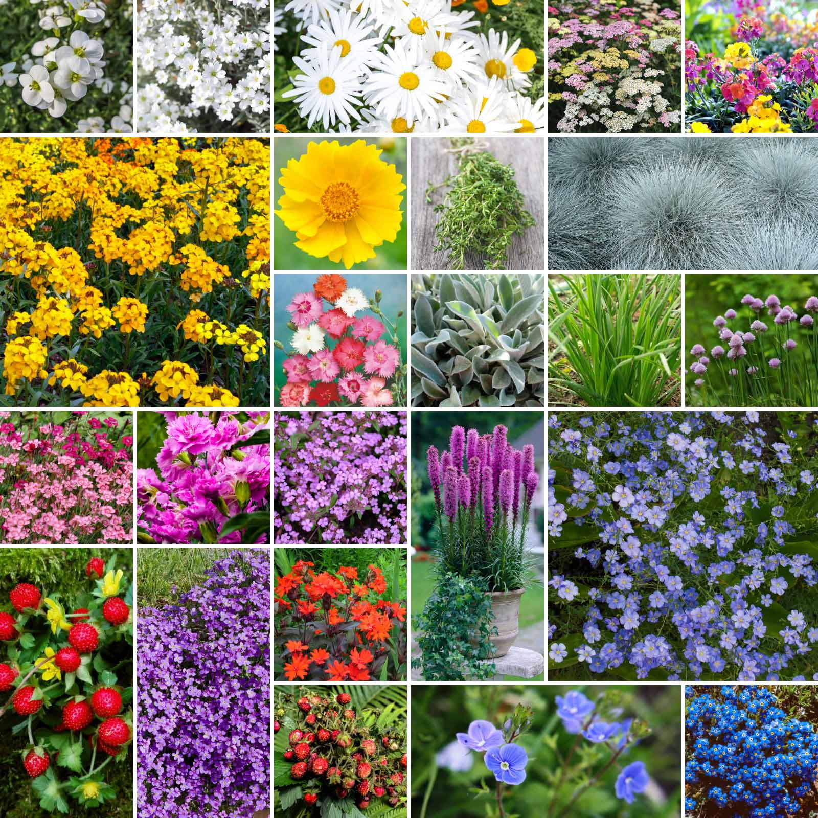 Eden Brothers Rock Garden Perennial Wildflower Mixed Seeds for Planting ...