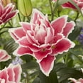 Eden Brothers Roselily Bulbs - Samantha Non-GMO Bulbs for Planting, 9 ...