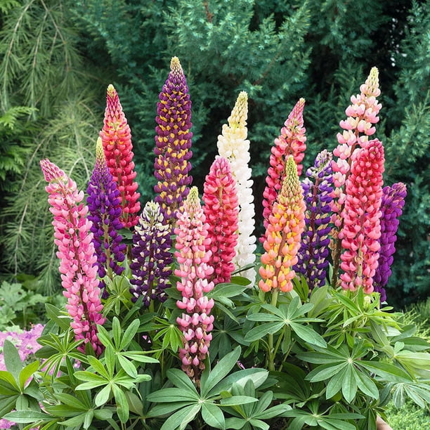 Eden Brothers Russell Lupine Seeds - Walmart Business Supplies