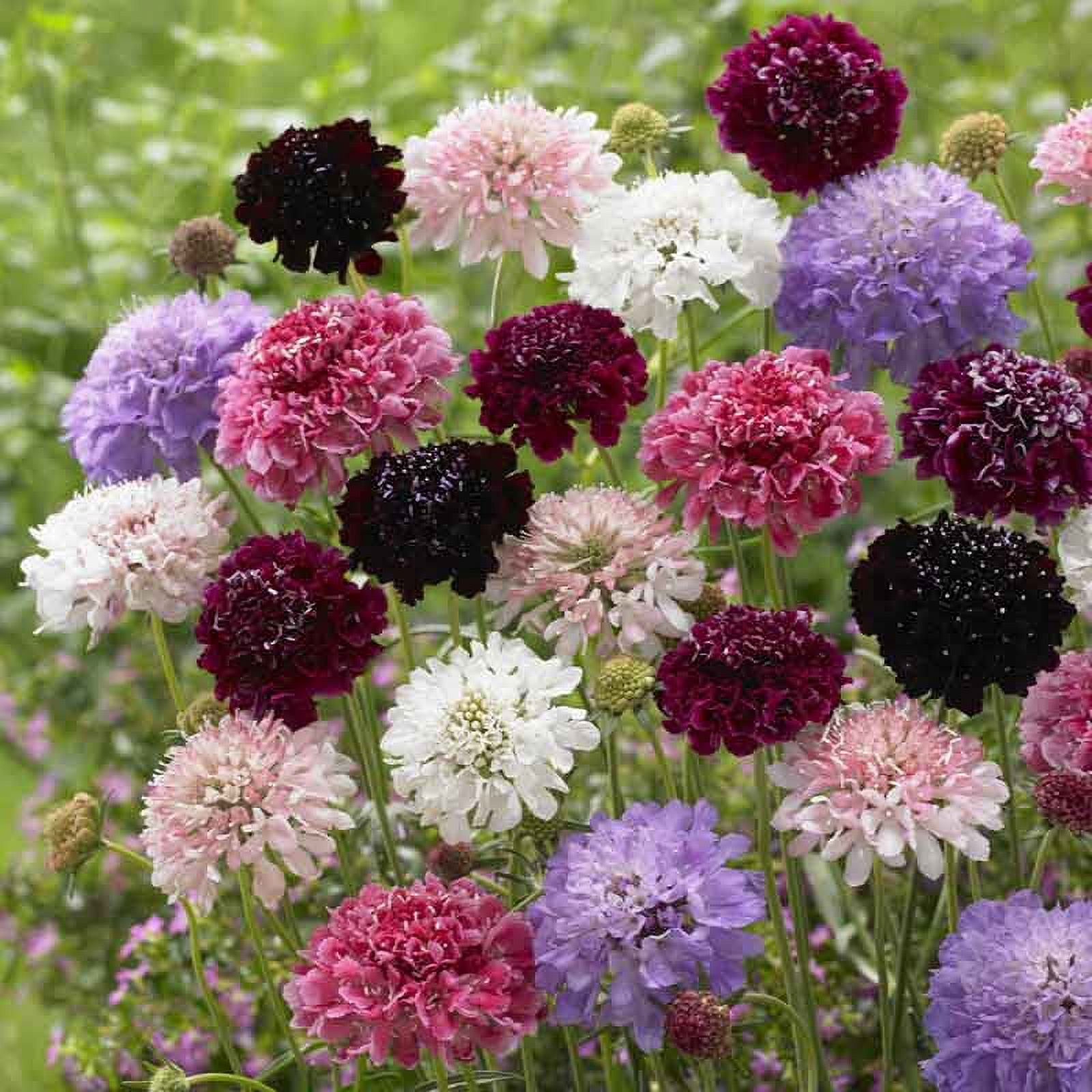 Eden Brothers Scabiosa Seeds - Tall Double Mix - Walmart.com