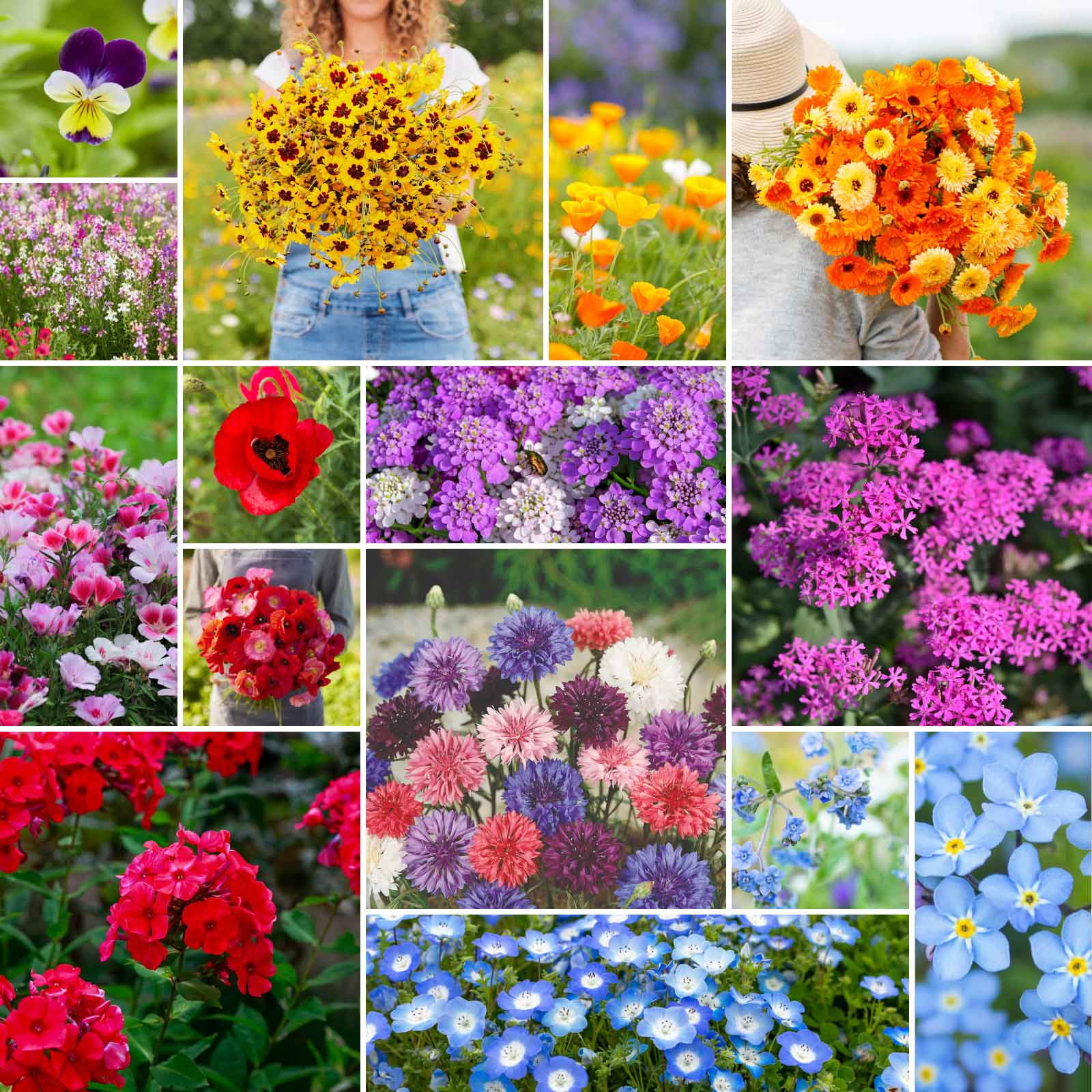 Eden Brothers Shorty Low Grow Wildflower Mixed Seeds for Planting, 10 ...