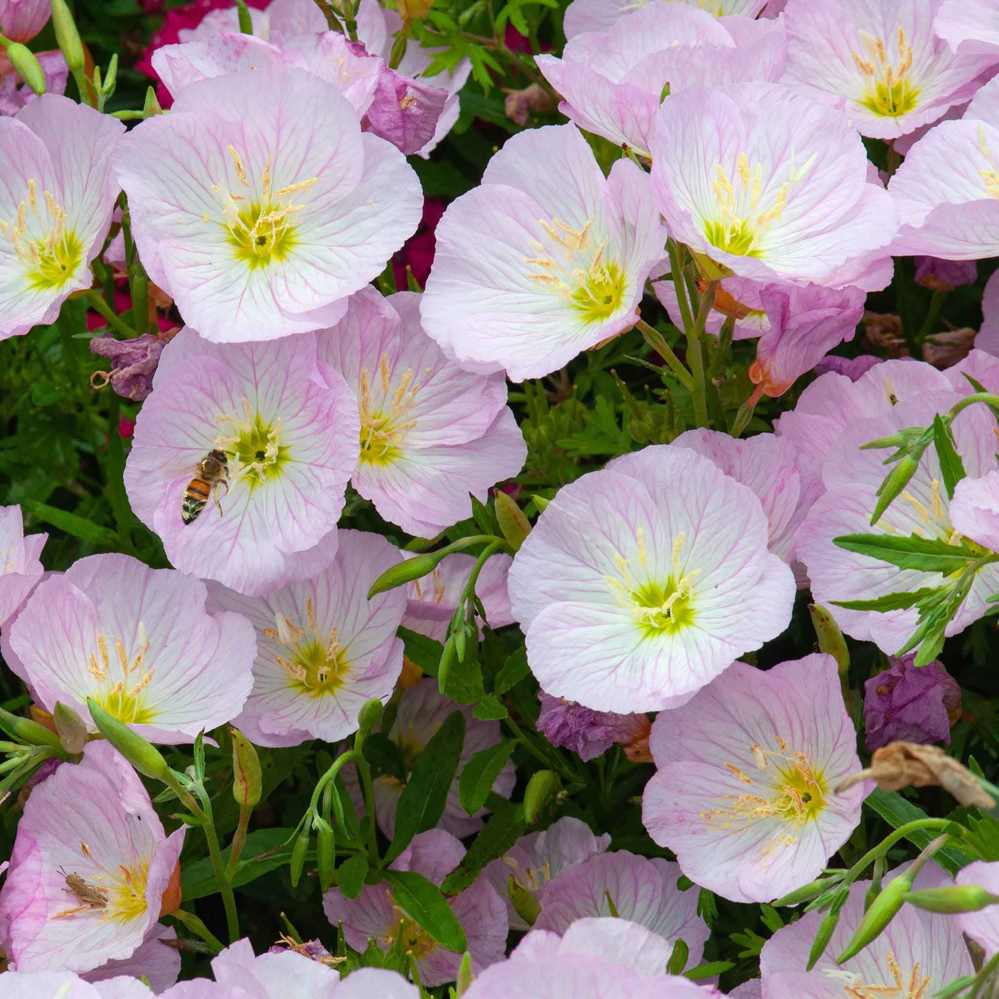 Eden Brothers Showy Evening Primrose Seeds - Walmart Business Supplies