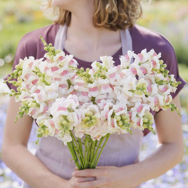 Snapdragon Seeds - Potomac Appleblossom, Hybrid Seeds, Attracts ...