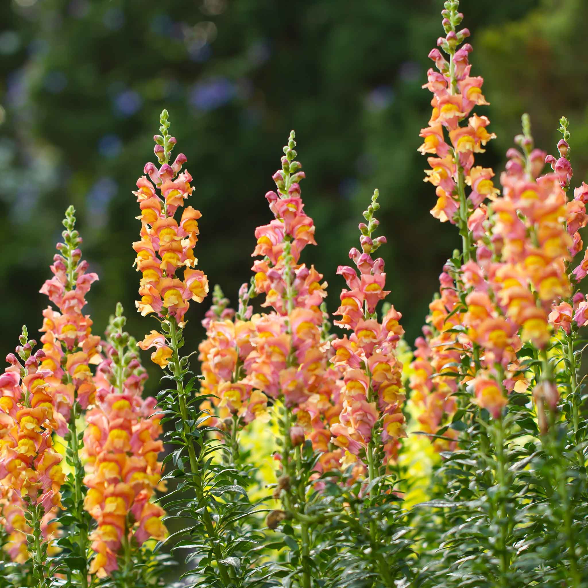 Eden Brothers Snapdragon Seeds - Rocket Bronze - Walmart.com