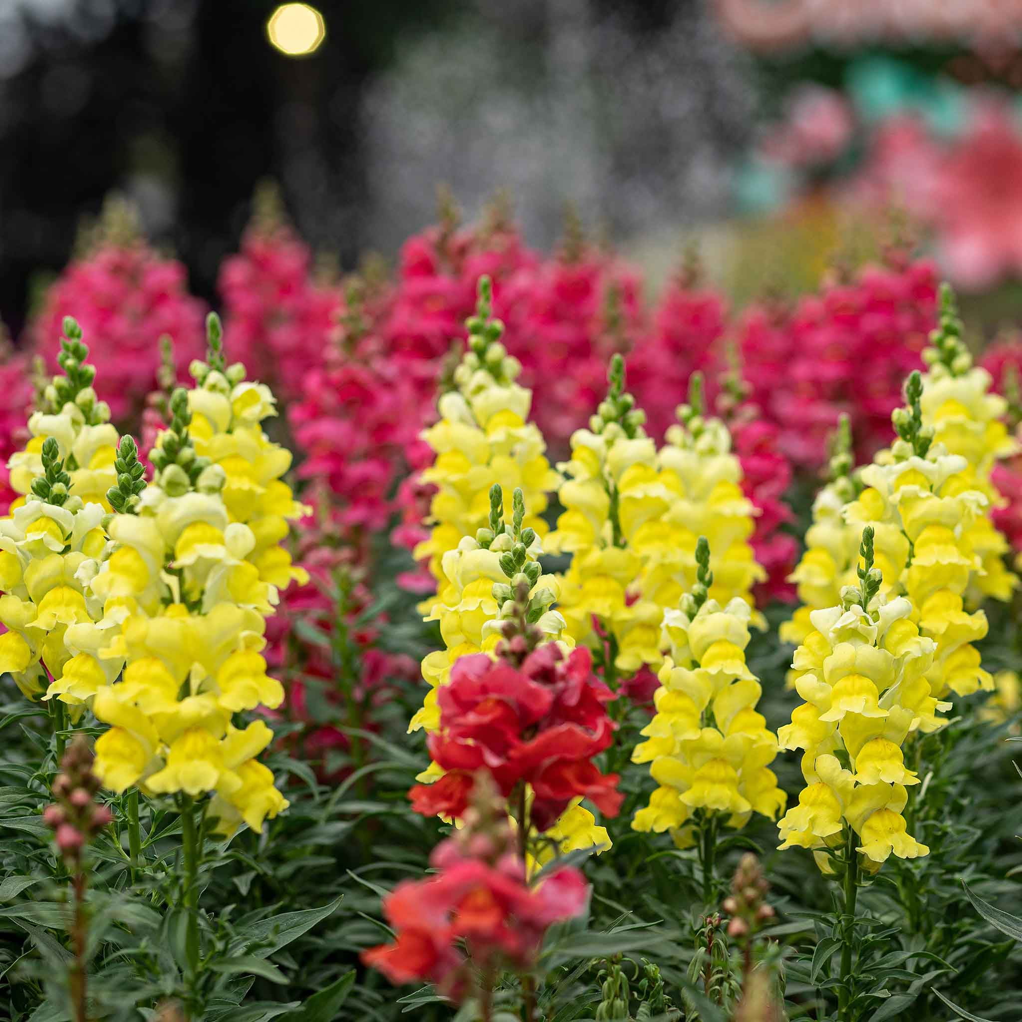 Eden Brothers Snapdragon Seeds - Sonnet Yellow - Walmart.com