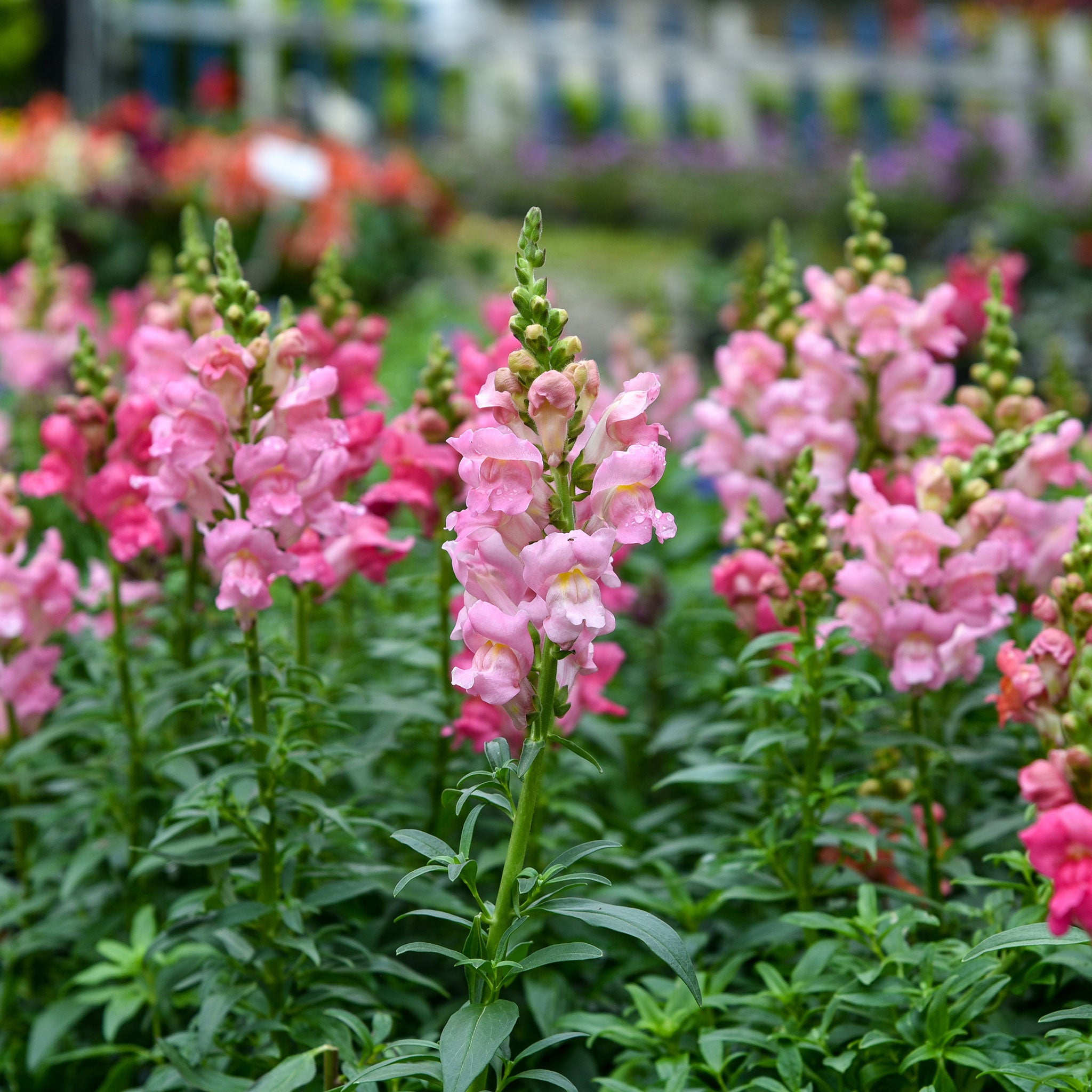 Eden Brothers Snapdragon Seeds - The Rose - Walmart.com