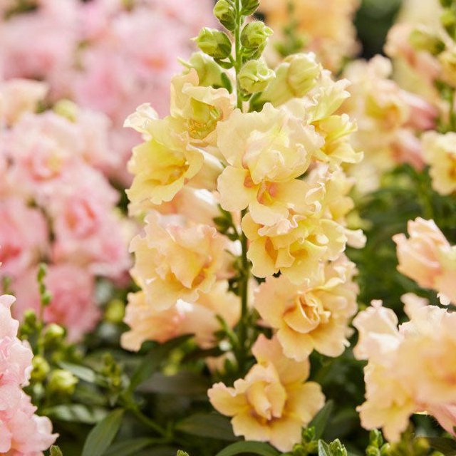Eden Brothers Snapdragon Seeds - Twinny Yellow Shades - Walmart.com