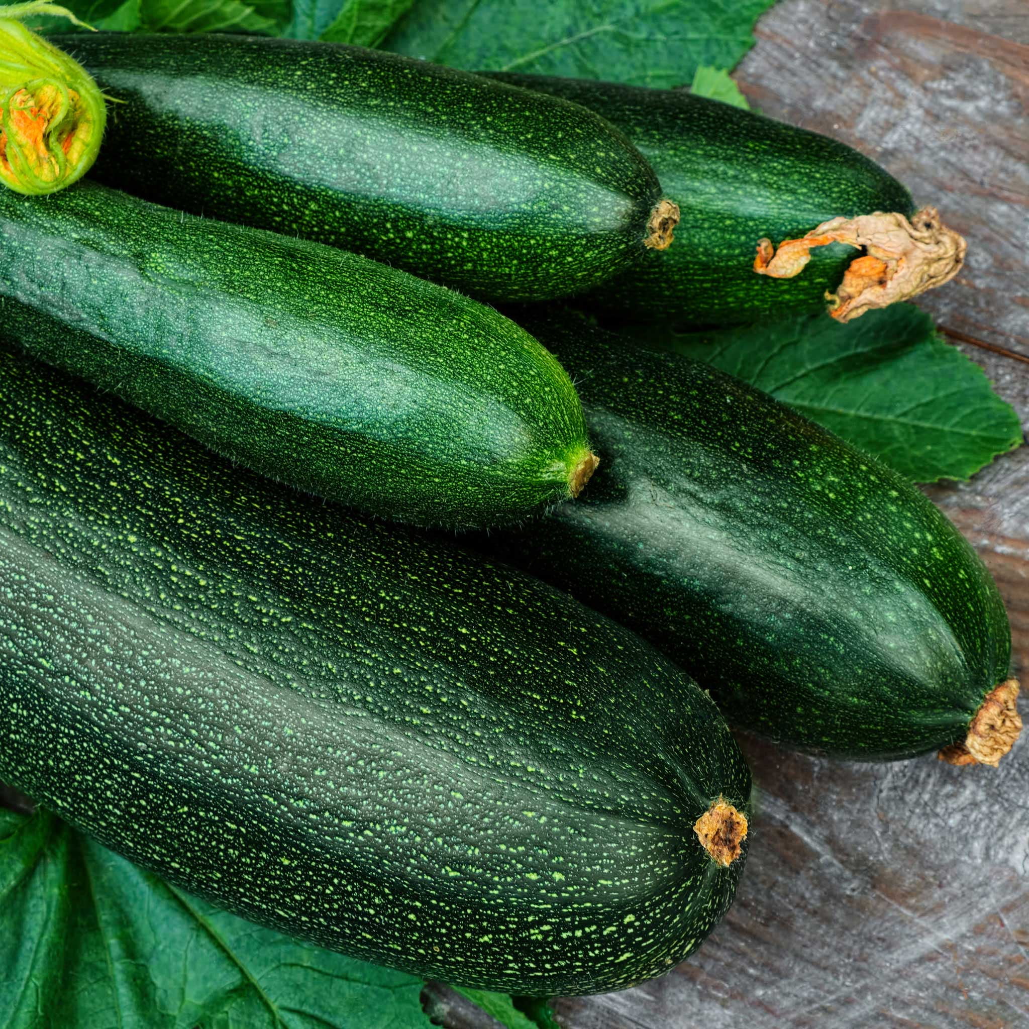 Eden Brothers Squash Seeds (Organic) - Dark Green Zucchini - Walmart.com