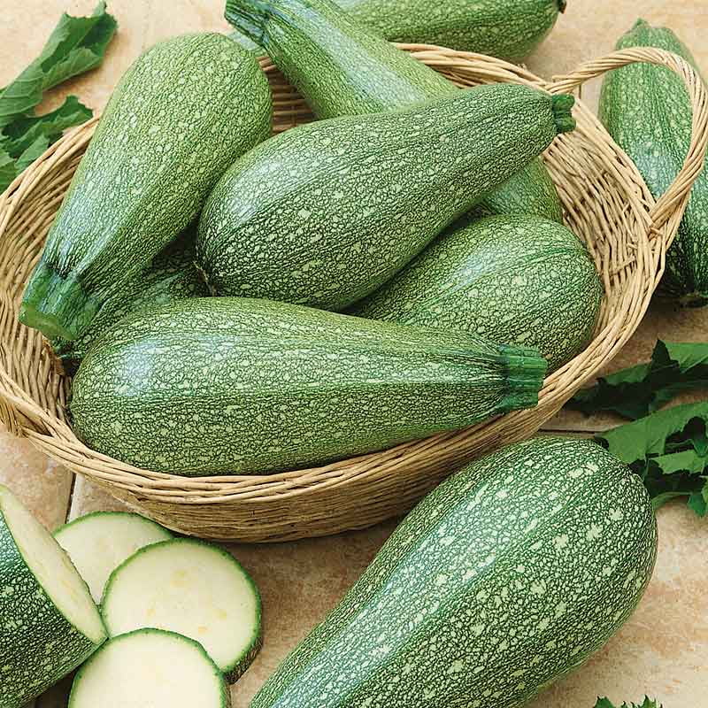 Eden Brothers Squash (Summer) Seeds - Grey Zucchini Non-GMO Seeds for ...