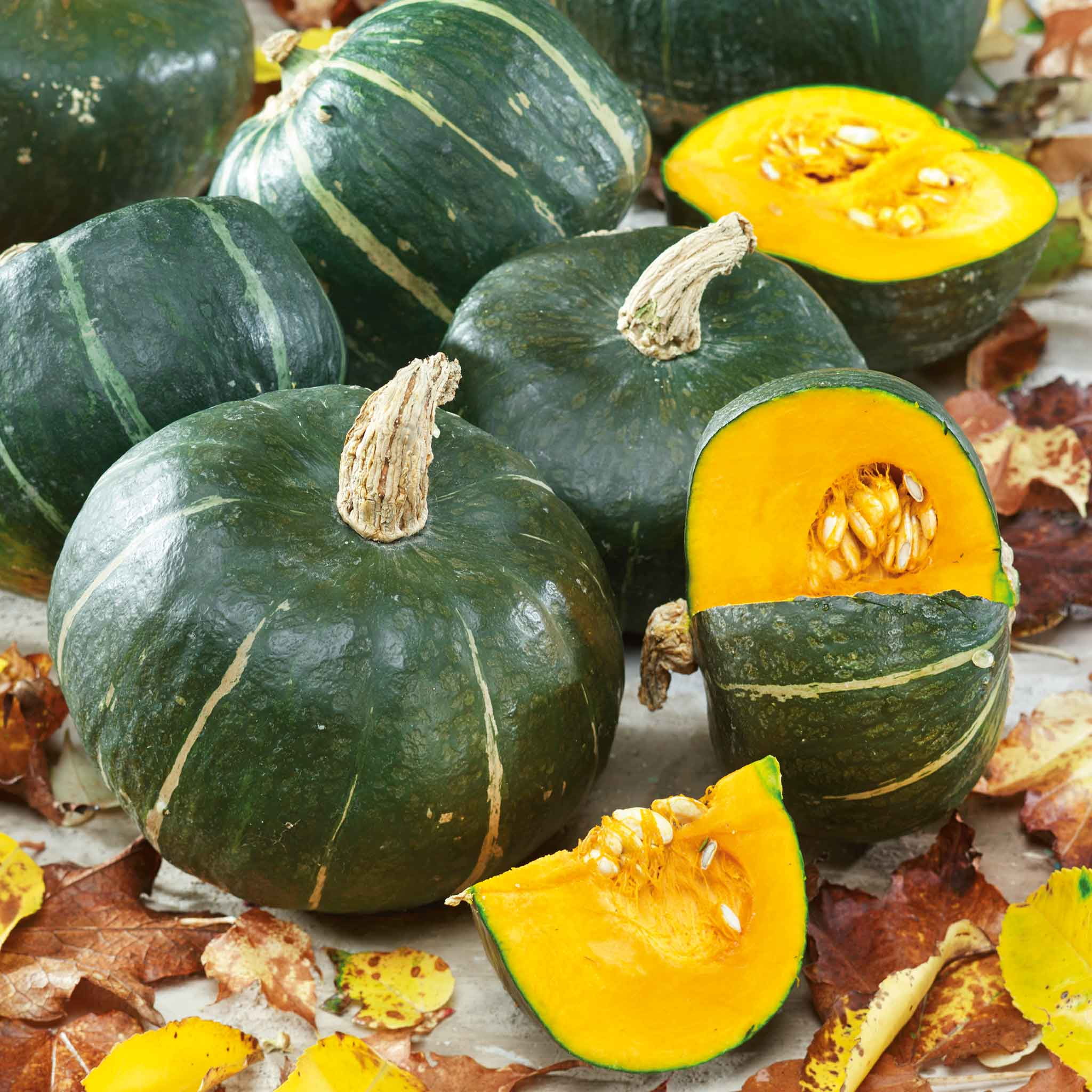 Eden Brothers Squash (Winter) Seeds - Burgess Buttercup Non-GMO Seeds ...
