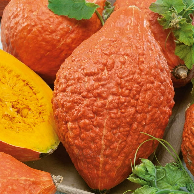 Eden Brothers Squash (Winter) Seeds - Hubbard Golden Non-GMO Seeds for ...