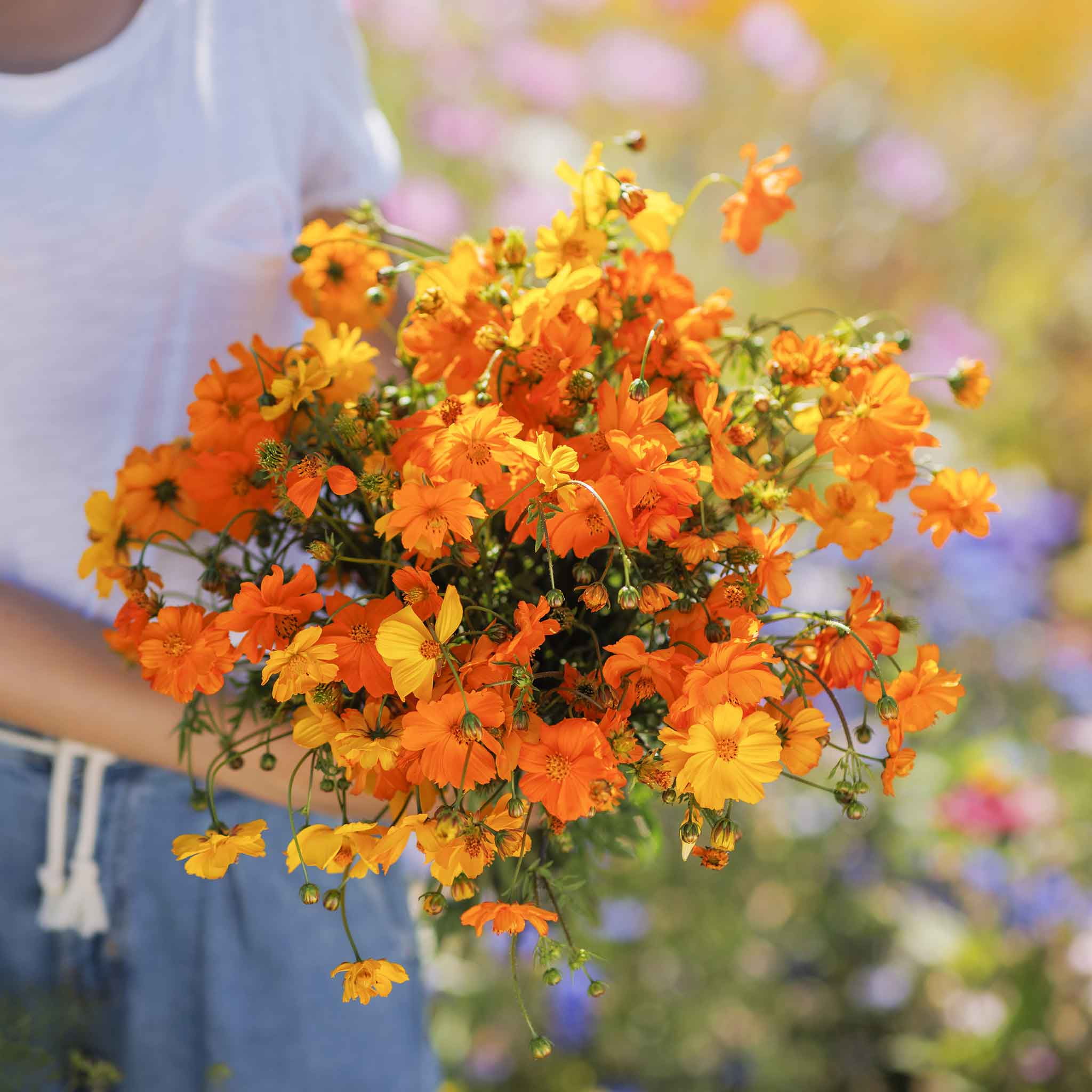 Eden Brothers Sulphur Cosmos Seeds - Bright Lights - Walmart.com