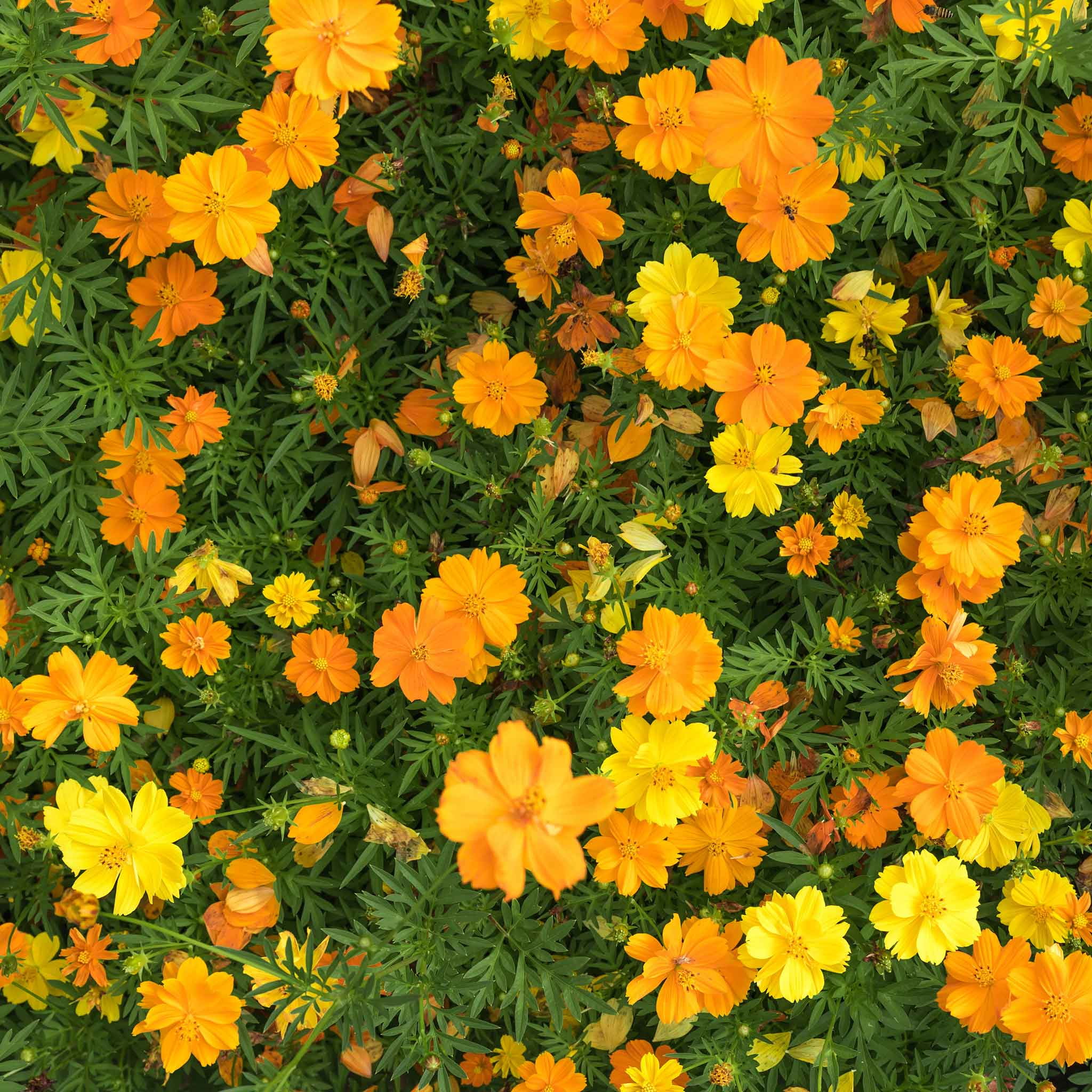 Eden Brothers Sulphur Cosmos Seeds - Sulphur Carpet Mix - Walmart.com