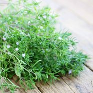 Eden Brothers Basil Seeds - Minette Compact Greek Non-GMO Seeds for ...